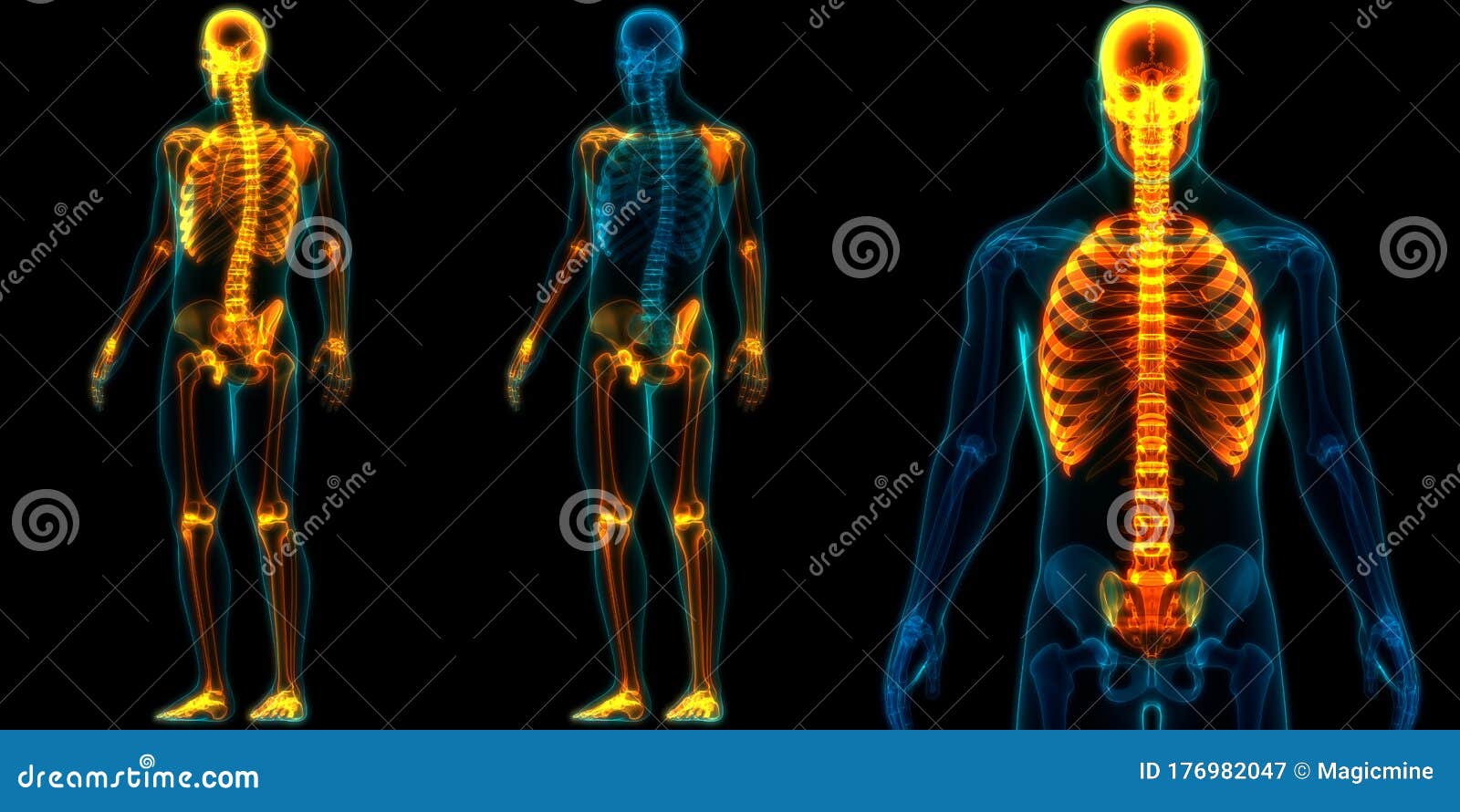 Human Skeleton System Appendicular and Axial Skeleton Anatomy Stock ...