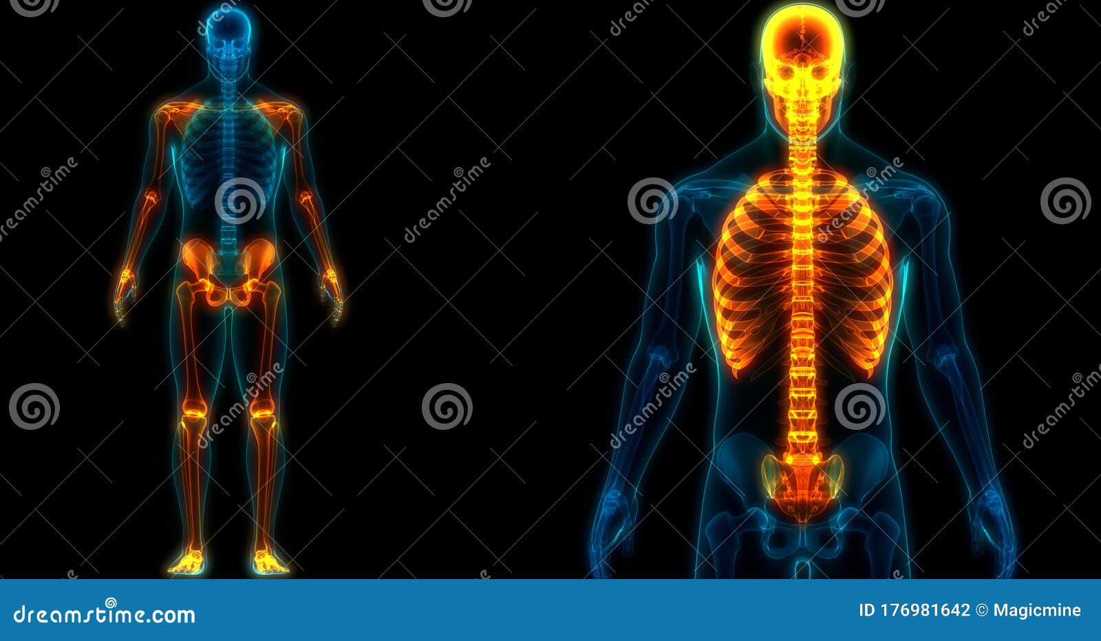 Human Axial Skeleton Diagram Hand Draw Vintage Engraving Style Black ...