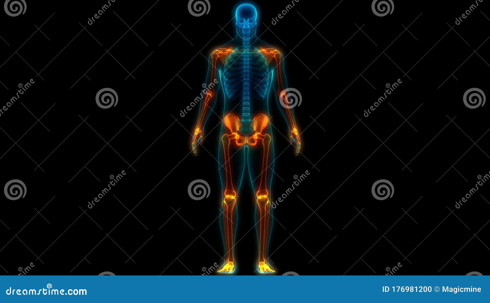 Human Skeleton System Appendicular Skeleton Anatomy Stock Illustration ...