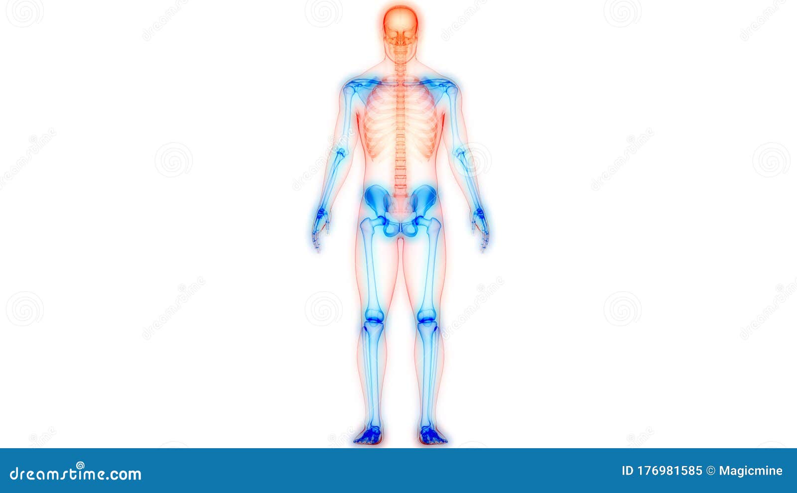 Human Skeleton System Appendicular Skeleton Anatomy Royalty-Free Stock ...