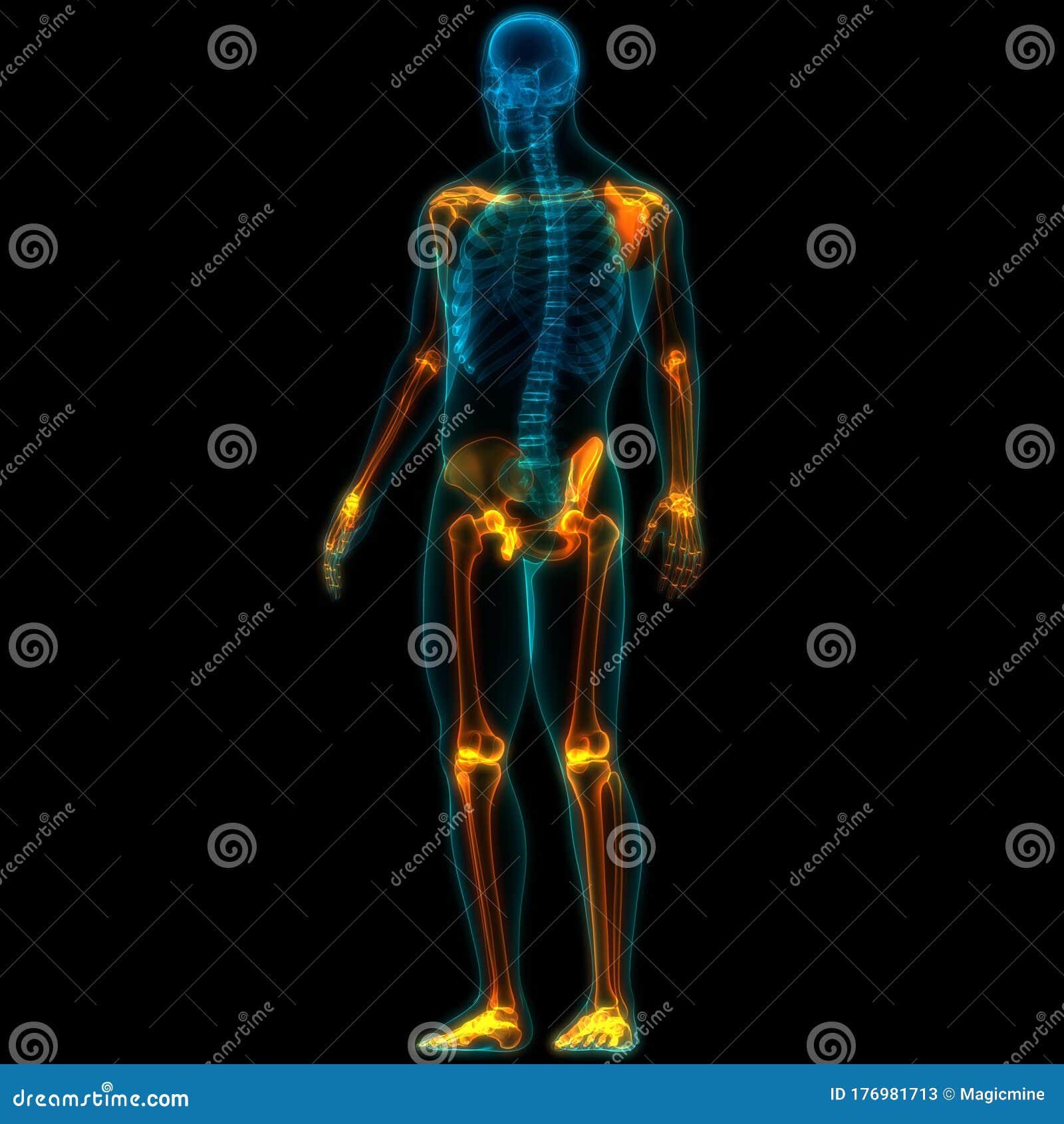 Human Skeleton System Appendicular Skeleton Anatomy Stock Illustration ...