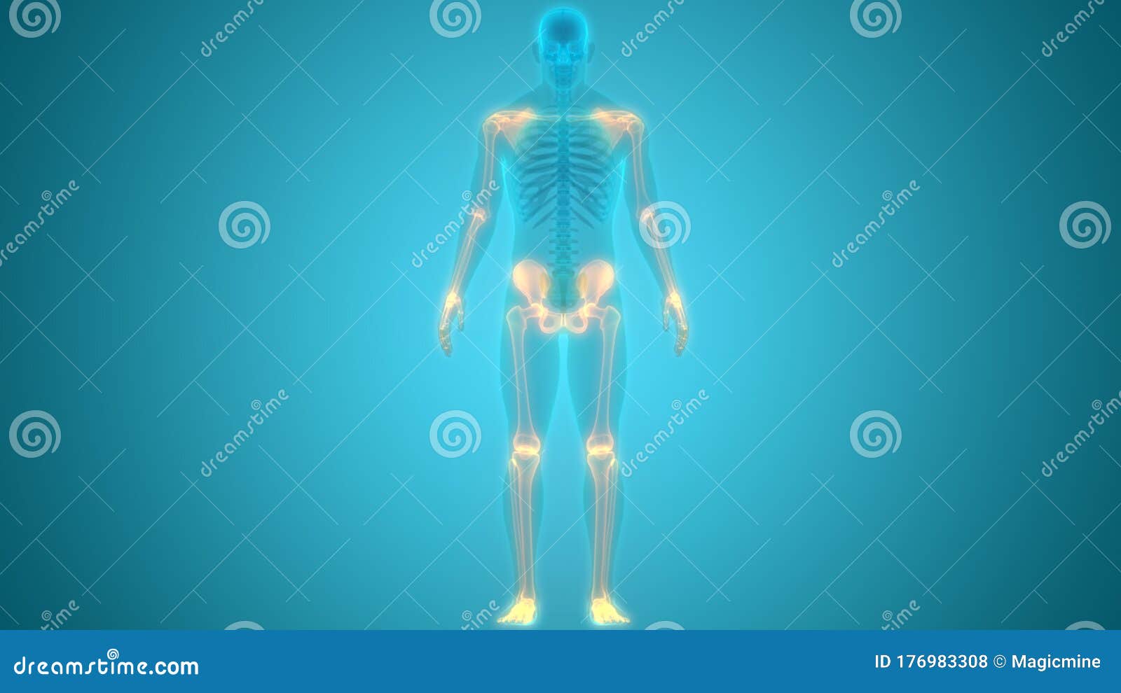 Human Skeleton System Appendicular Skeleton Anatomy Stock Illustration ...