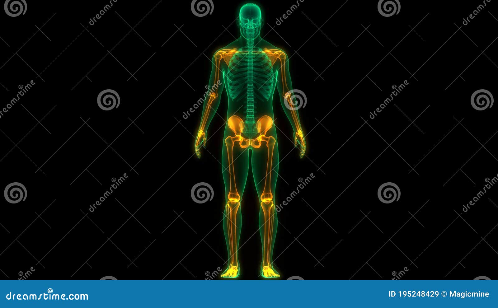 Human Skeleton System Appendicular Skeleton Bone Joints Anatomy Stock ...