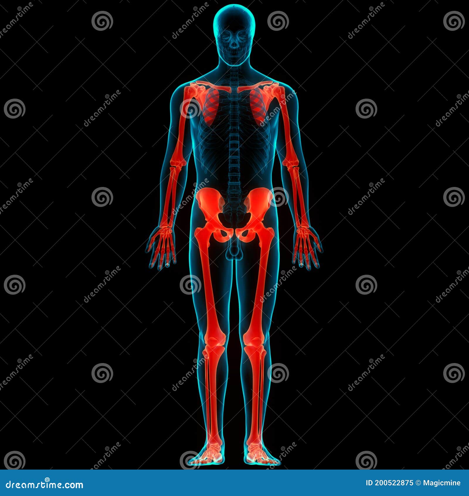 Human Skeleton System Appendicular Skeleton Bone Joints Anatomy Stock ...