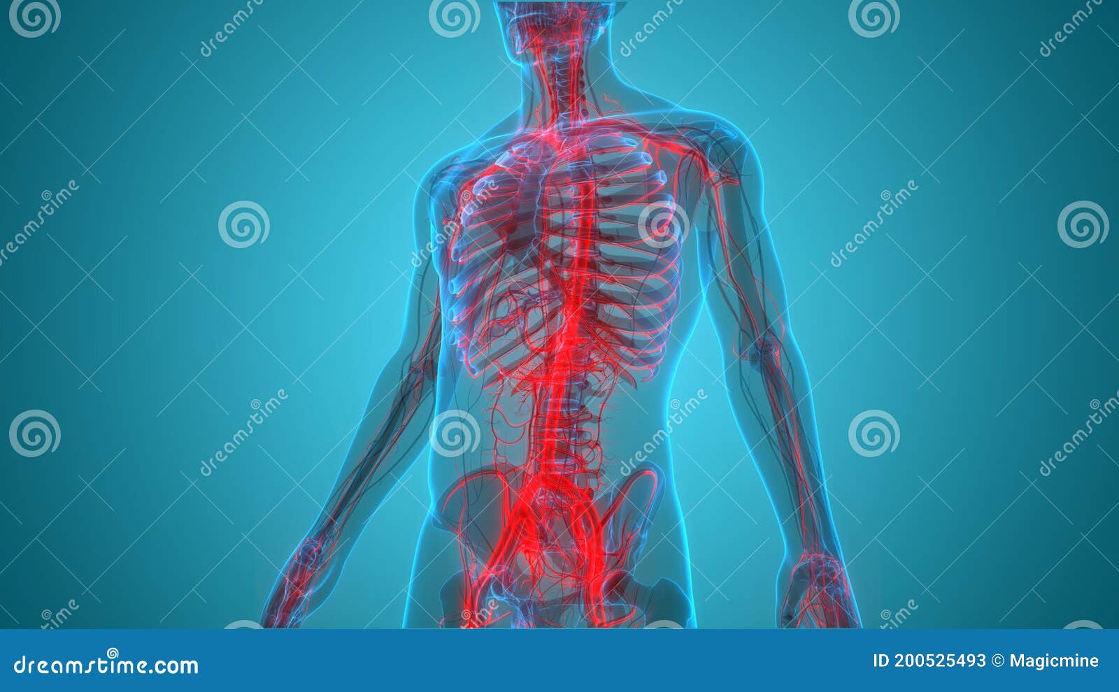 Human Skeleton System Bone Joints with Circulatory System Anatomy Stock ...