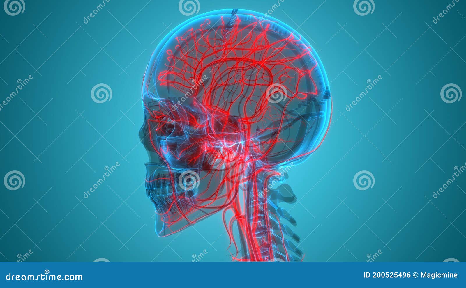 Human Skeleton System Bone Joints with Circulatory System Anatomy Stock ...