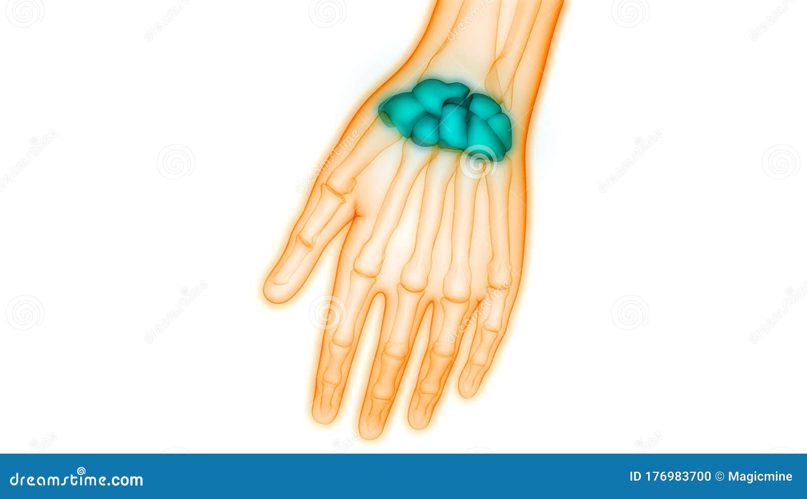 Human Skeleton System Carpal Bone Joints Anatomy Stock Illustration ...
