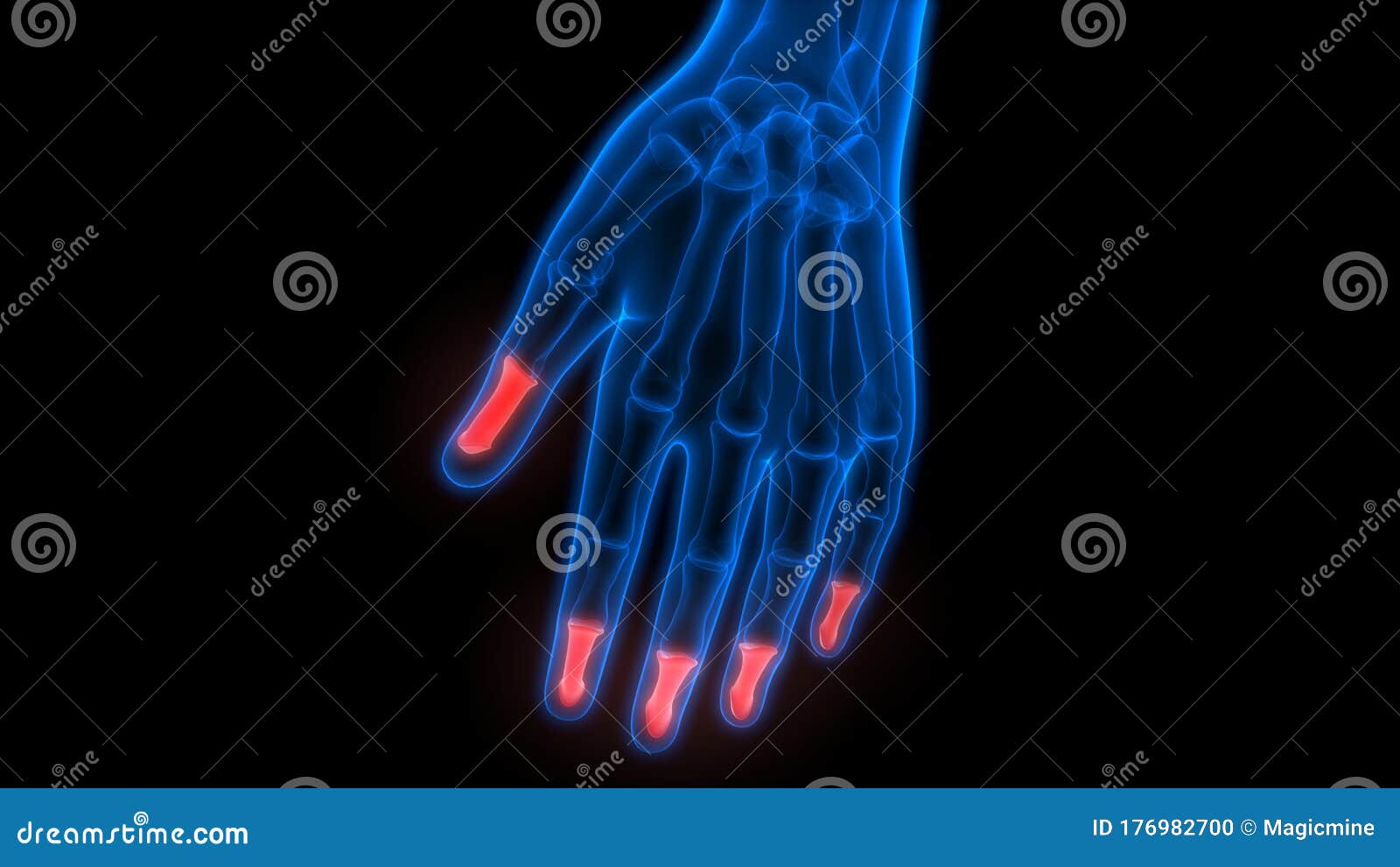 Human Skeleton System Distal Phalanges Joints Anatomy Royalty-Free ...
