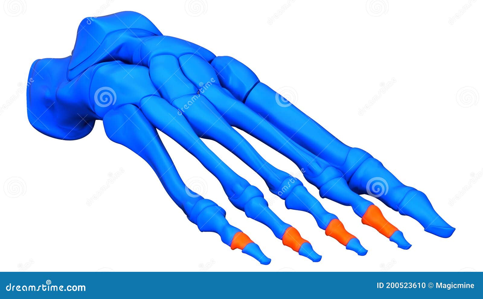Human Skeleton System Foot Bone Joints Middle Phalanges Anatomy Stock ...