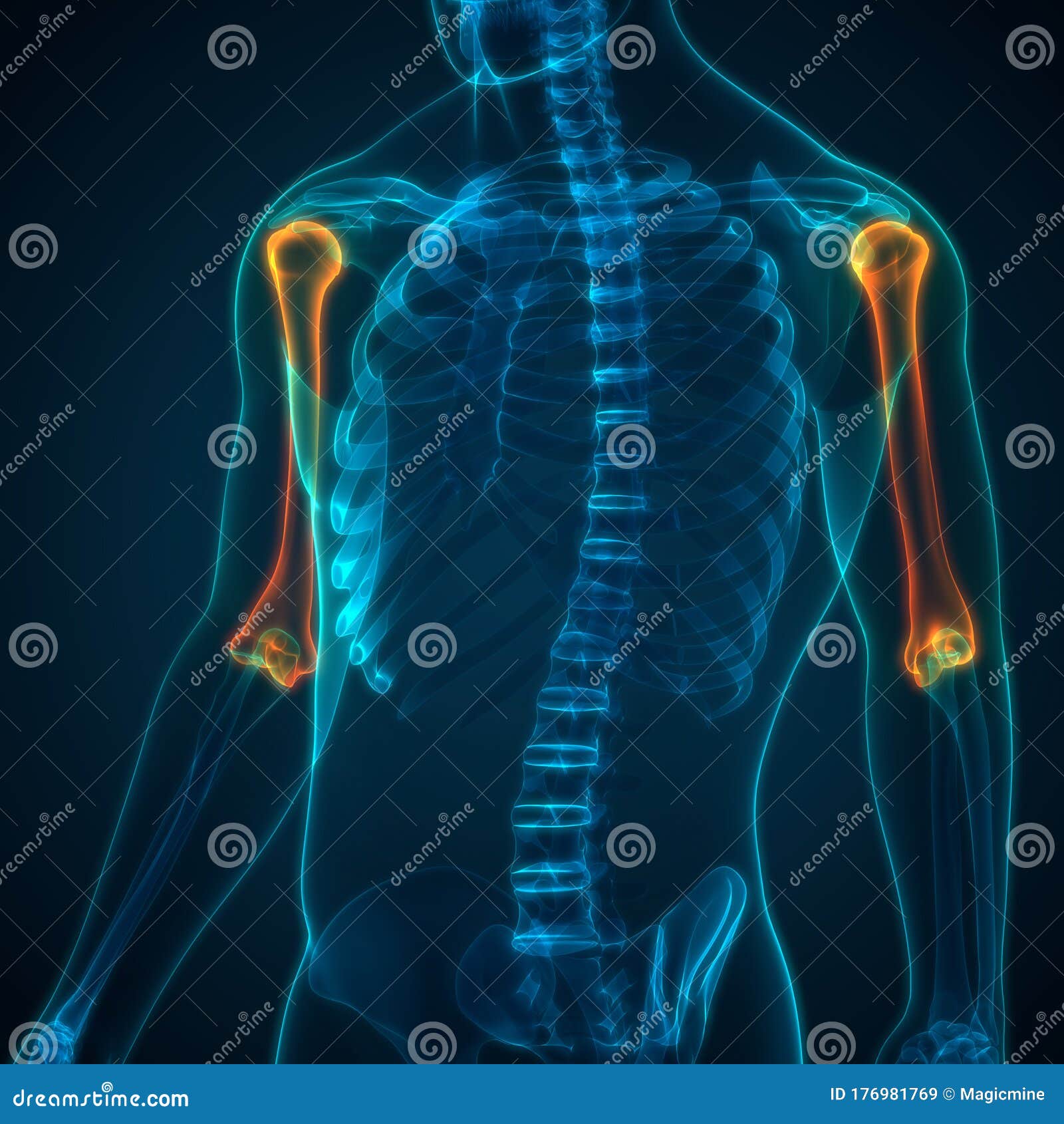 Human Skeleton System Humerus Bone Joints Anatomy Stock Illustration ...