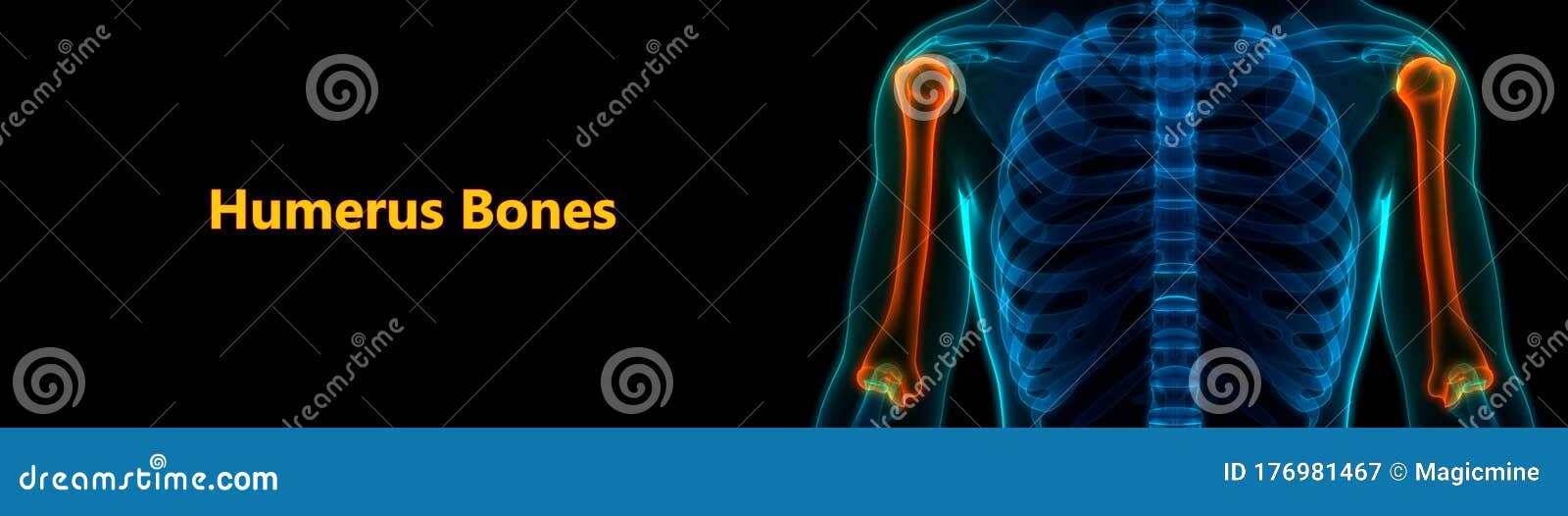 Humerus X-ray. Osteology Of The Human Skeleton, Arm Or Upper Limb Bones ...