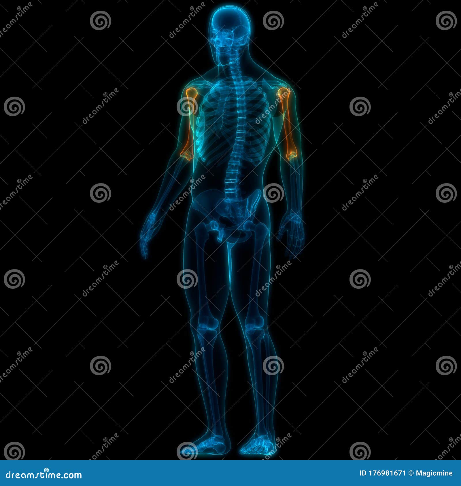 Human Skeleton System Humerus Bone Joints Anatomy Stock Illustration ...