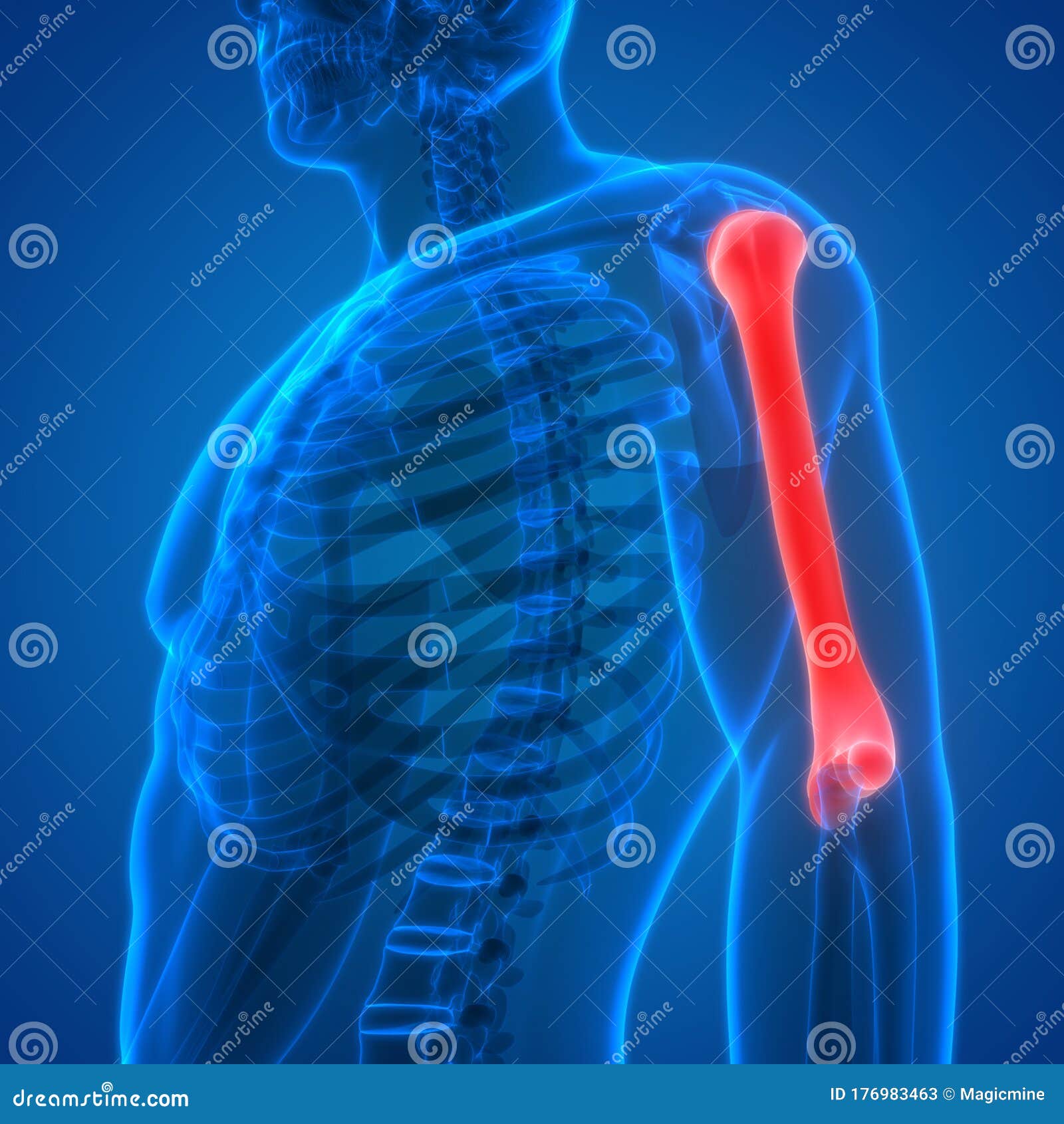 Human Skeleton System Humerus Bone Joints Anatomy Stock Illustration ...