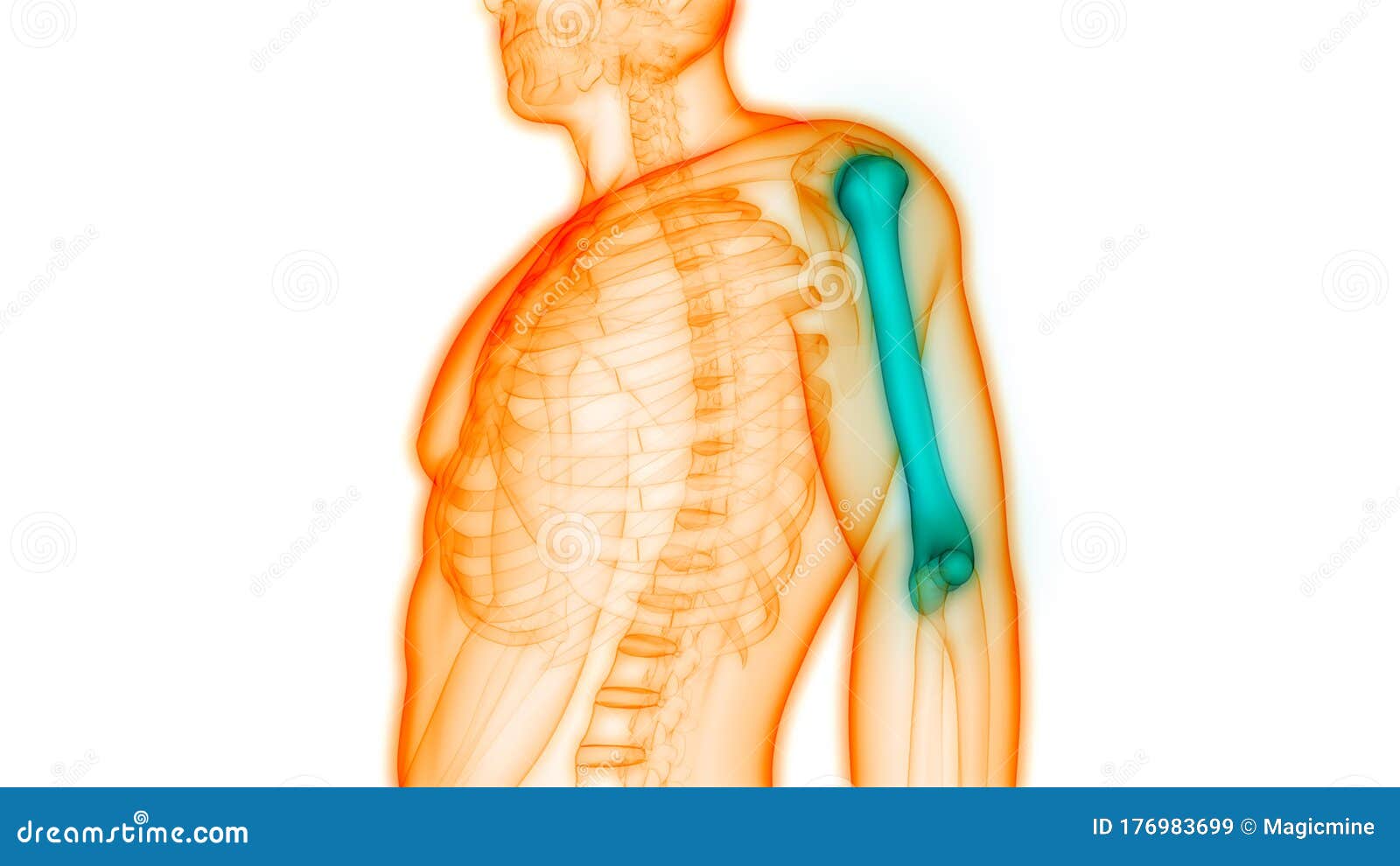 Human Skeleton System Humerus Bone Joints Anatomy Stock Illustration ...