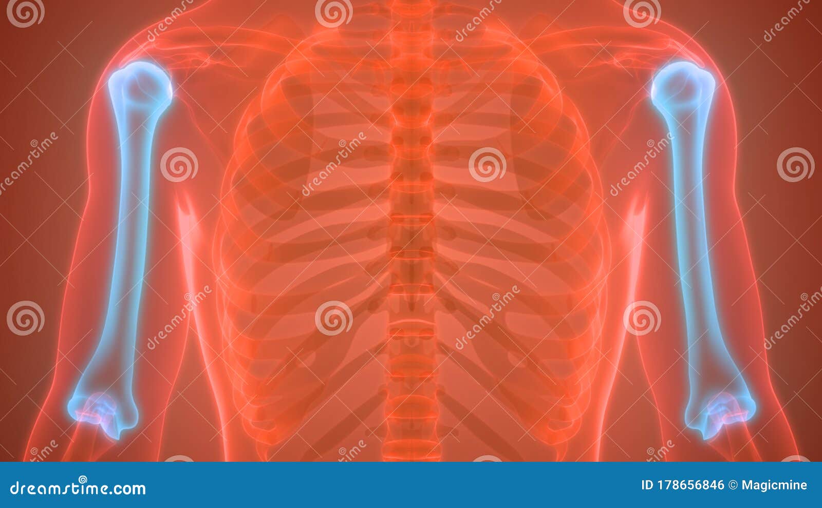 Humerus X-ray. Osteology Of The Human Skeleton, Arm Or Upper Limb Bones ...