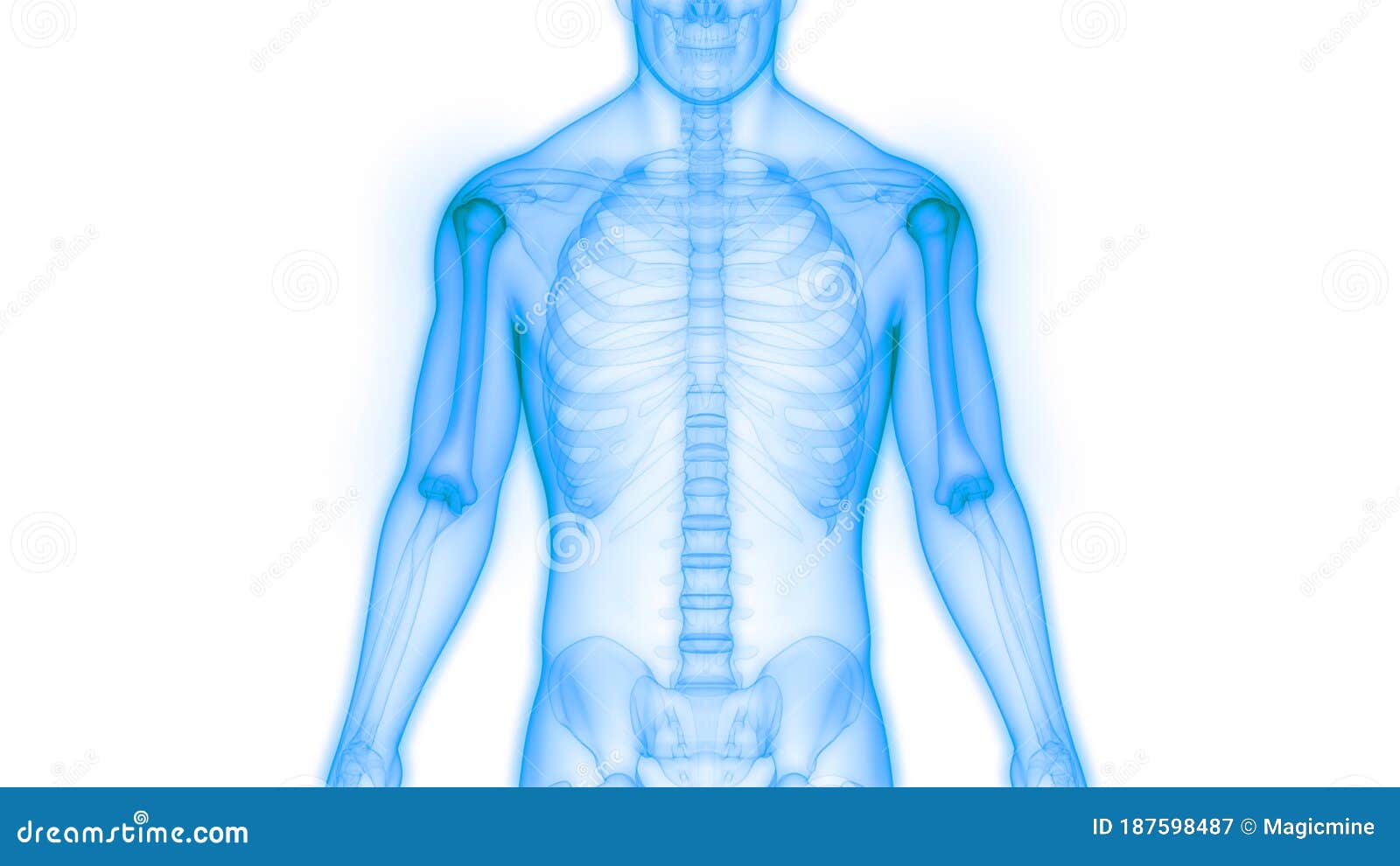 Humerus, Tibia, Femur, Fibula, Clavicle, Sternum, Scapula, Mandible ...