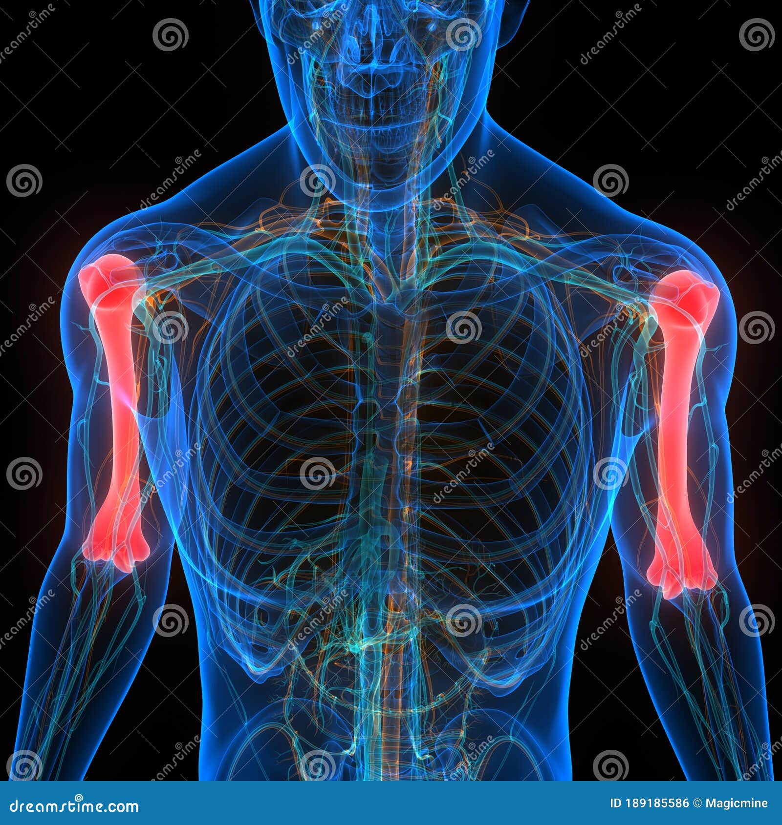 Human Skeleton System Humerus Bone Joints Anatomy Stock Illustration ...
