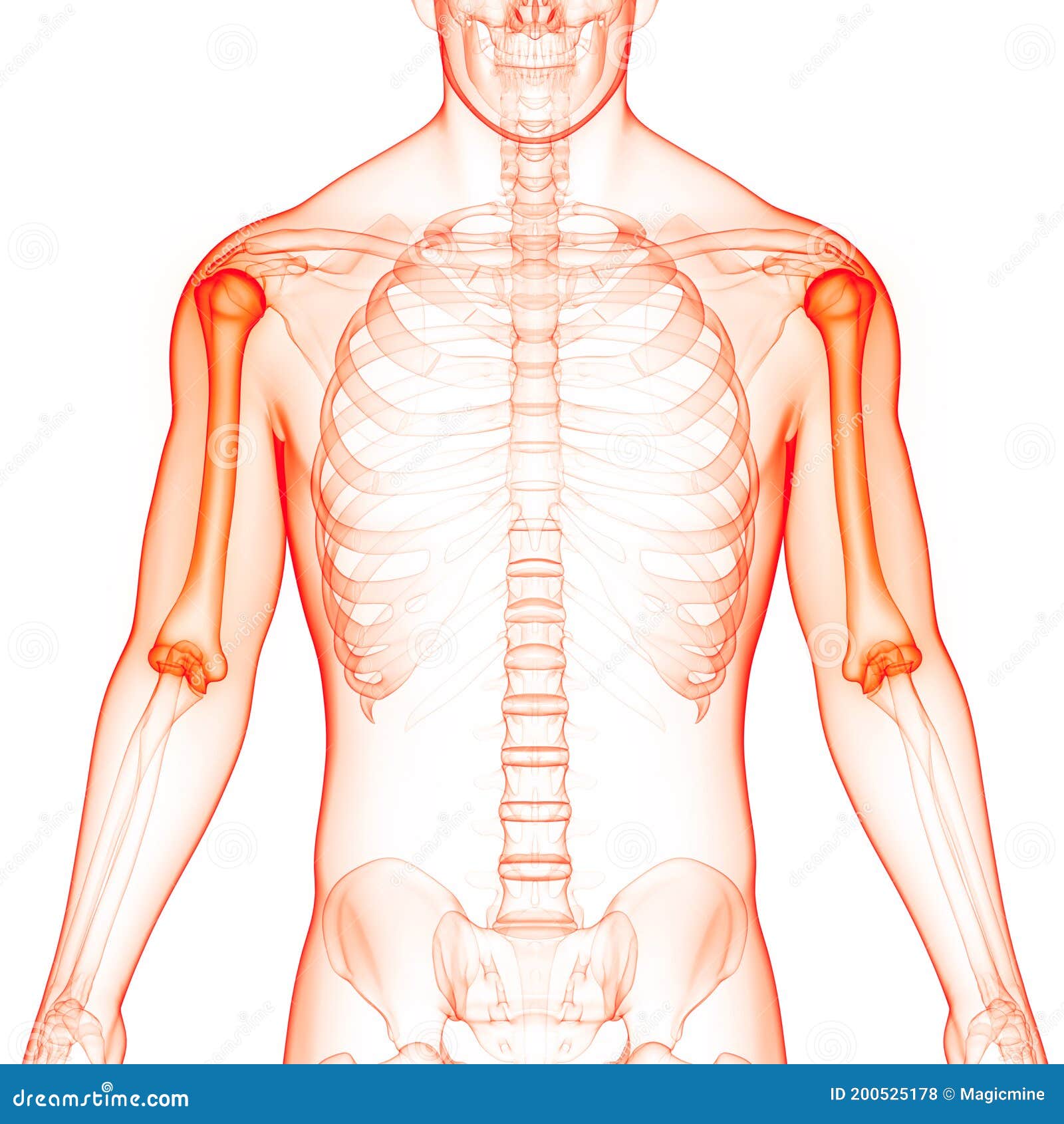 Human Skeleton System Humerus Bone Joints Anatomy Stock Illustration - Illustration of physical ...