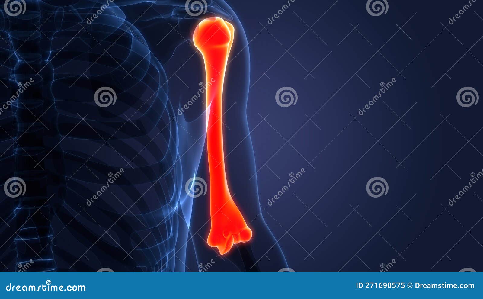 Human Skeleton System Humerus Bone Joints Anatomy Stock Illustration ...