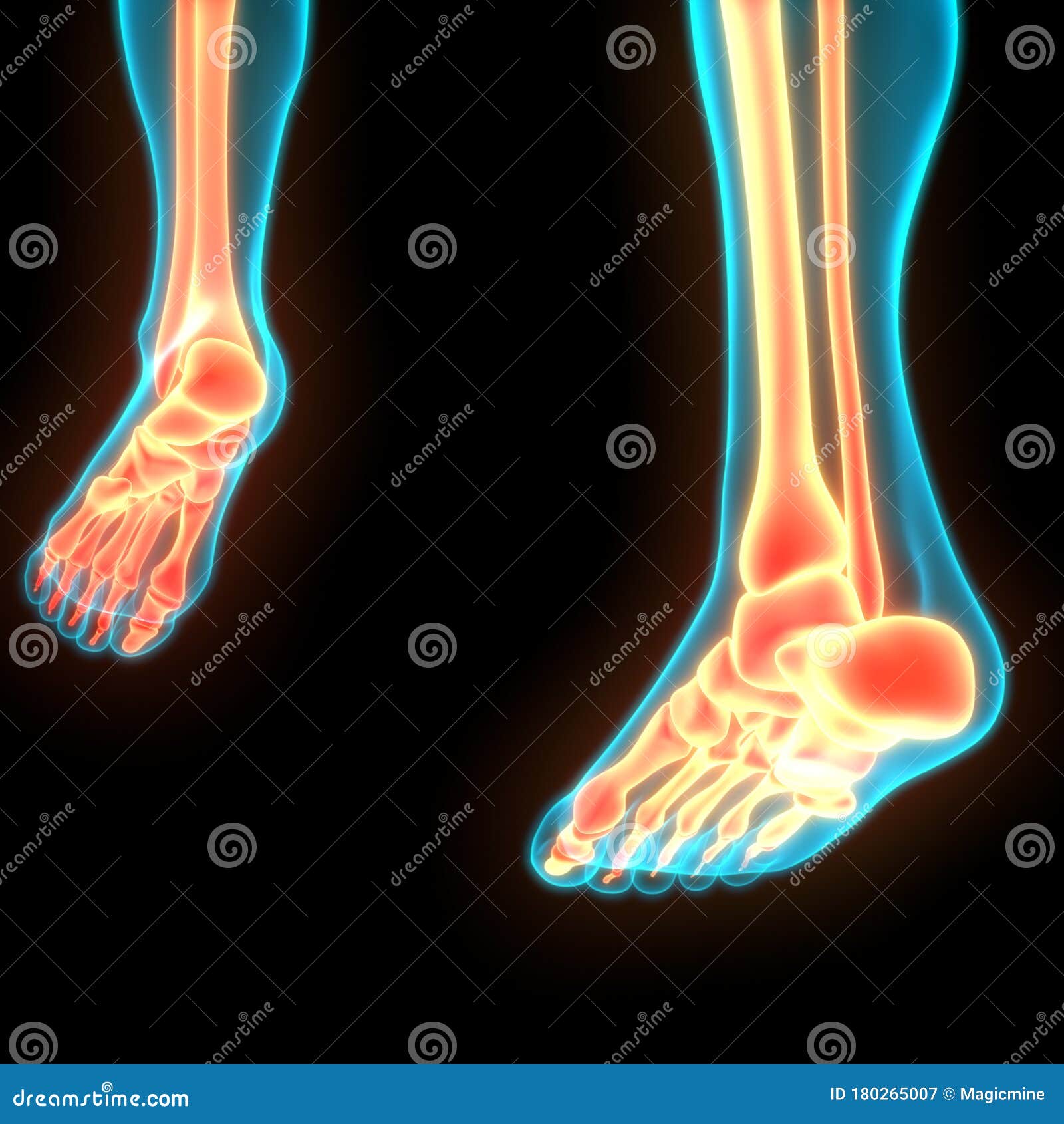 Human Skeleton System Leg Bone Joints Anatomy Stock Illustration ...