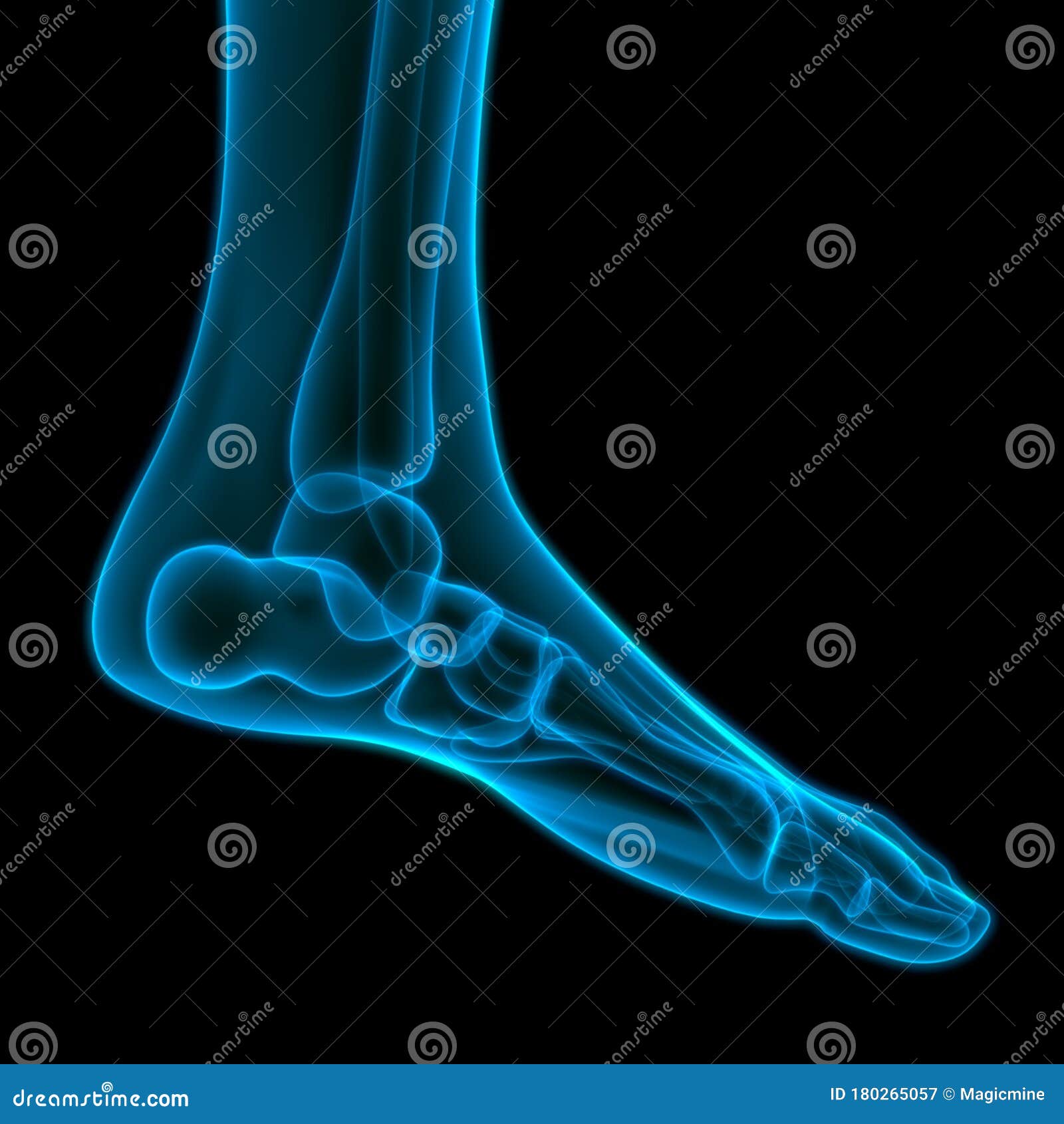 Human Skeleton System Leg Bone Joints Anatomy Stock Illustration ...
