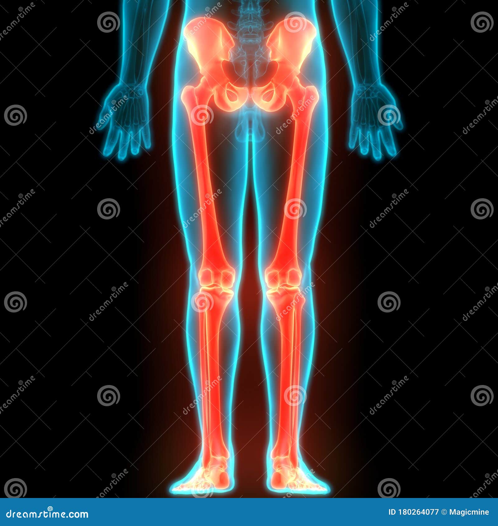 Human Skeleton System Lower Limbs Bone Joints Anatomy Stock ...