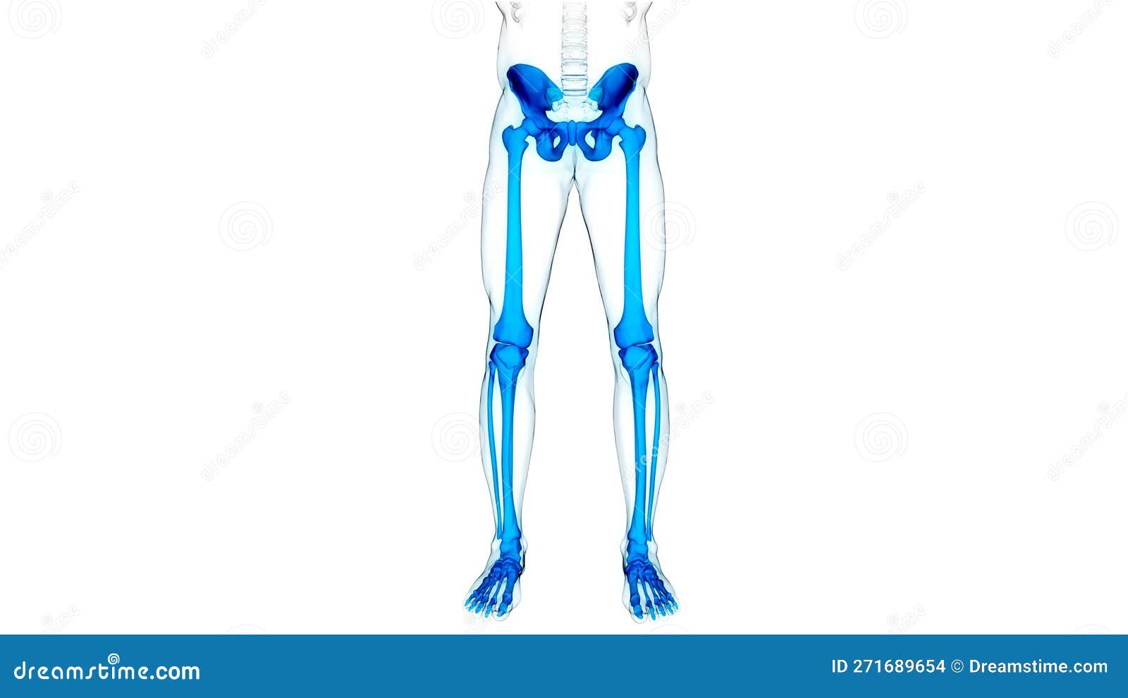 Lower Limbs Bone Joints Of Human Skeleton System Anatomy Stock ...