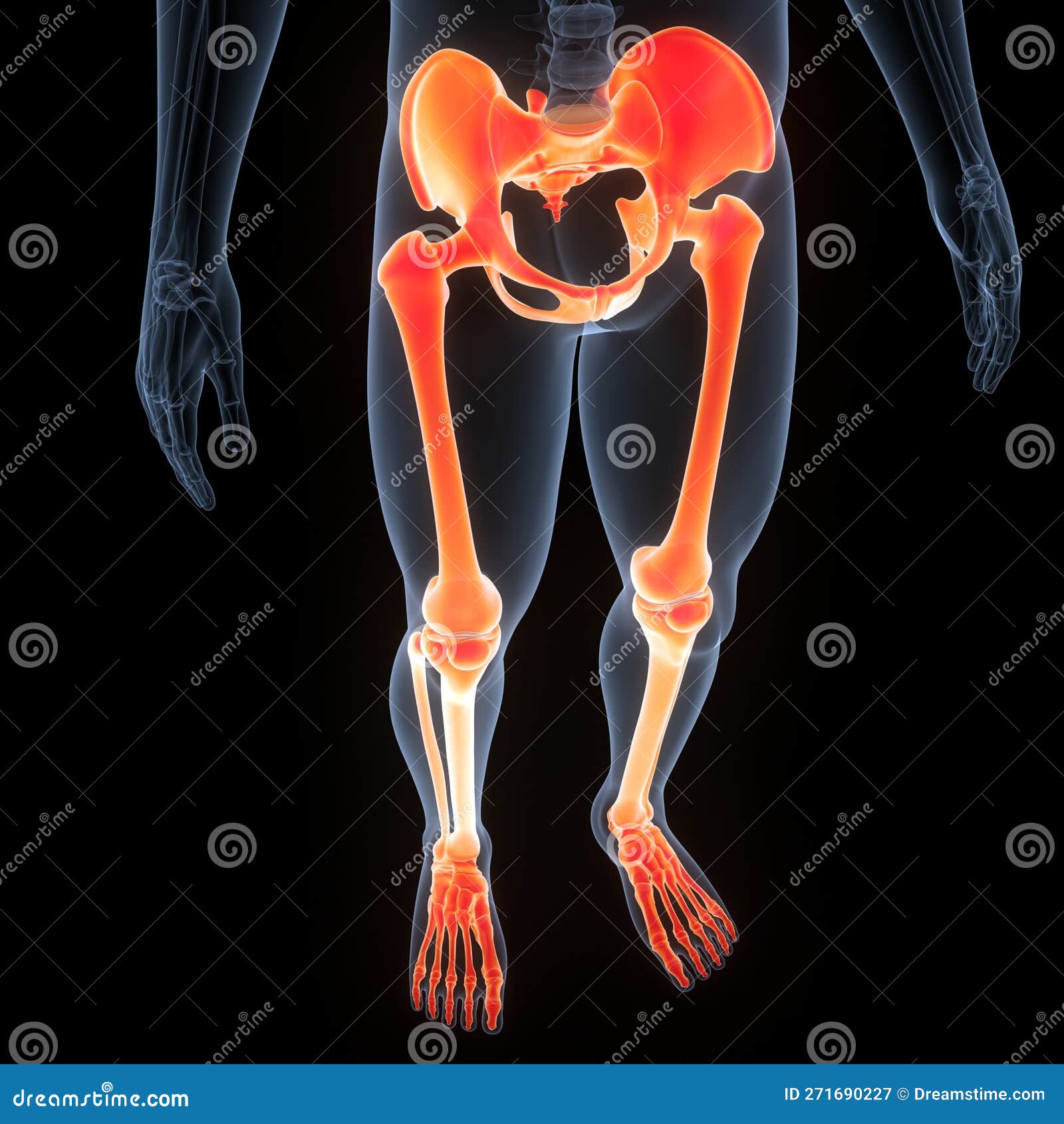 Human Skeleton System Lower Limbs Bone Joints Anatomy Royalty-Free ...