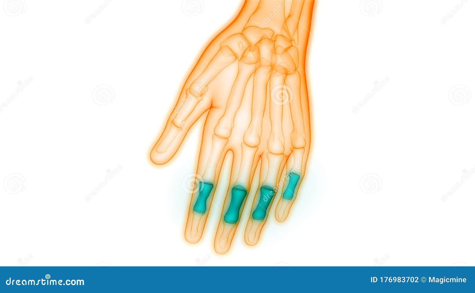 Human Skeleton System Middle Phalanges Joints Anatomy Royalty-Free ...
