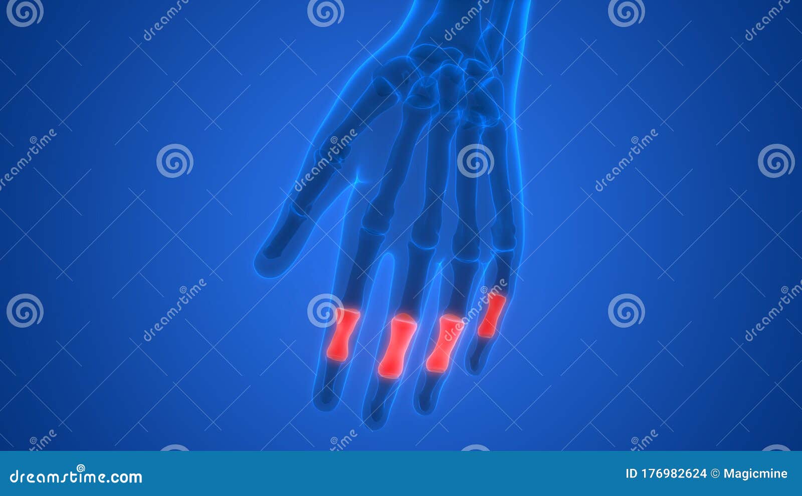 Human Skeleton System Middle Phalanges Joints Anatomy Stock ...