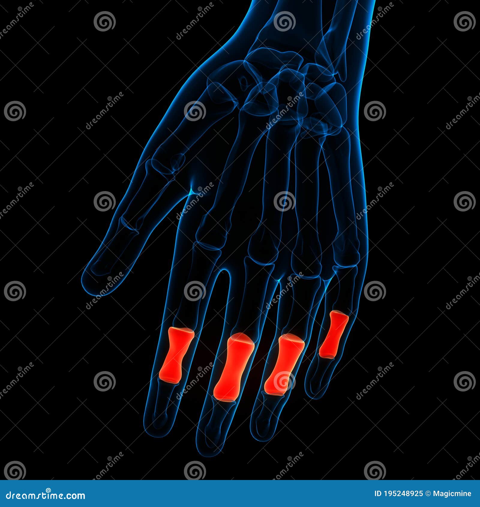 Human Skeleton System Middle Phalanges Joints Anatomy Stock ...