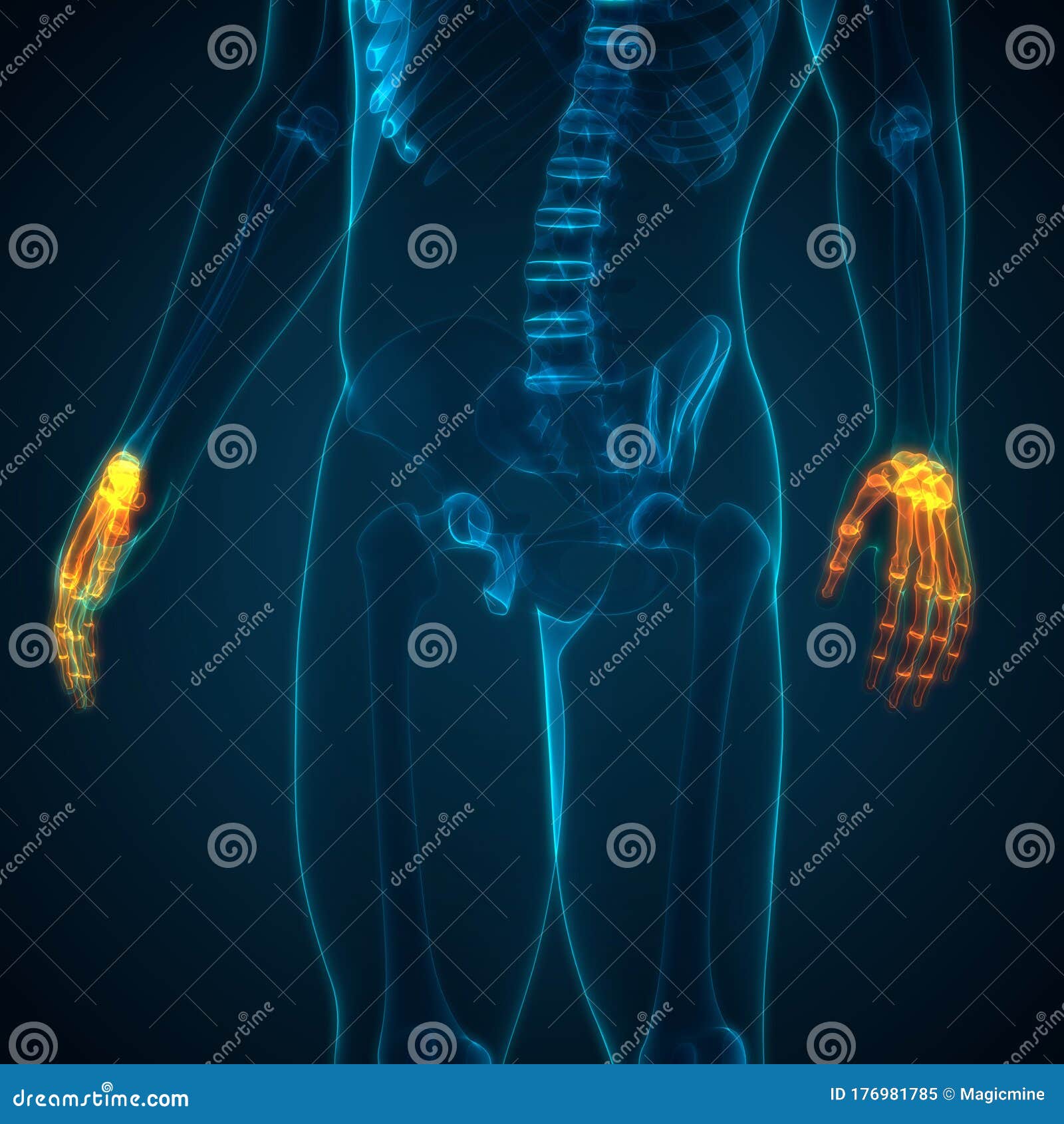 Human Skeleton System Palm Hand Bone Joints Anatomy Stock Illustration ...