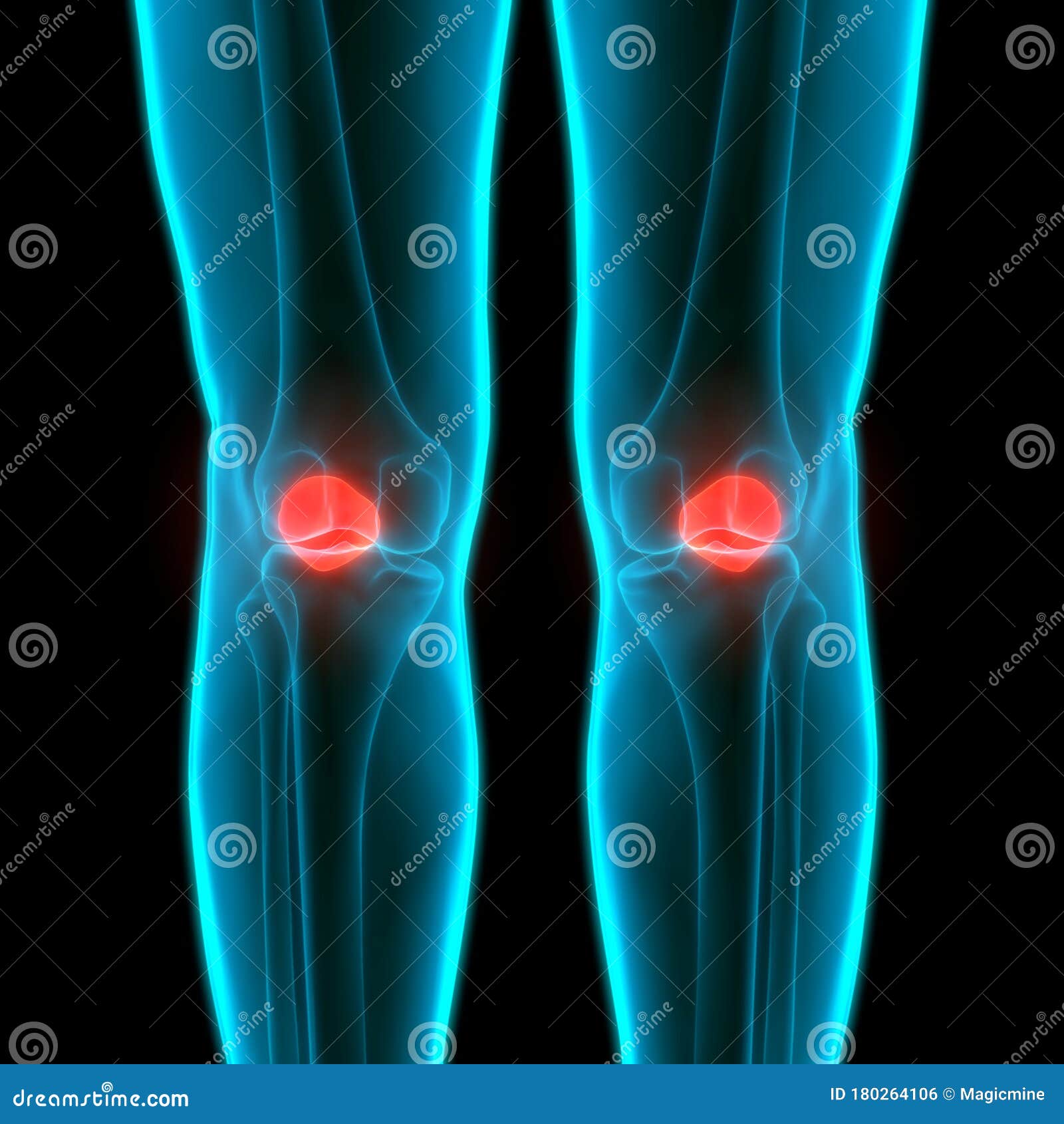 Human Skeleton System Patella Bone Joints Anatomy Stock Illustration ...
