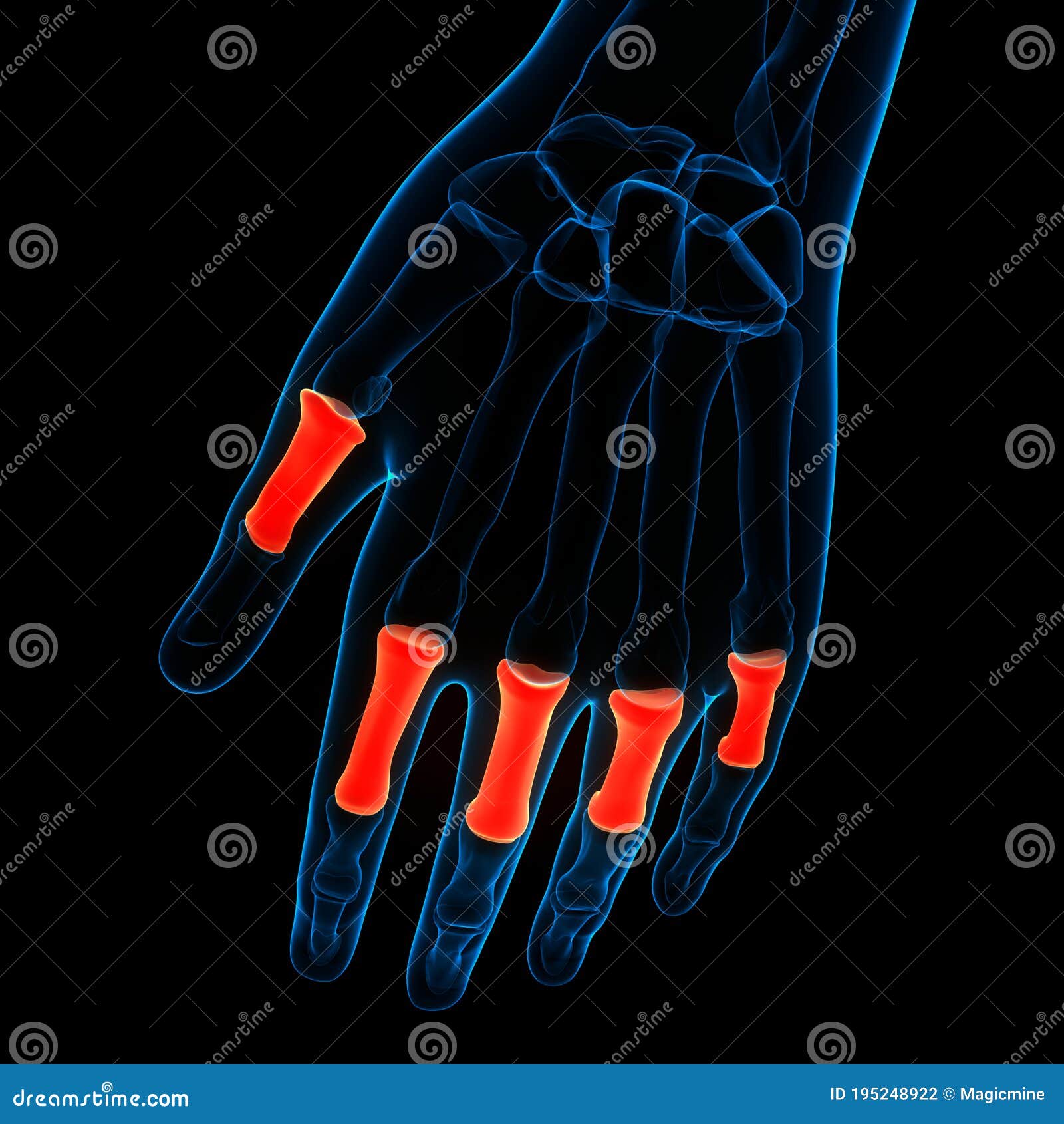 Human Skeleton System Proximal Phalanges Joints Anatomy Stock ...