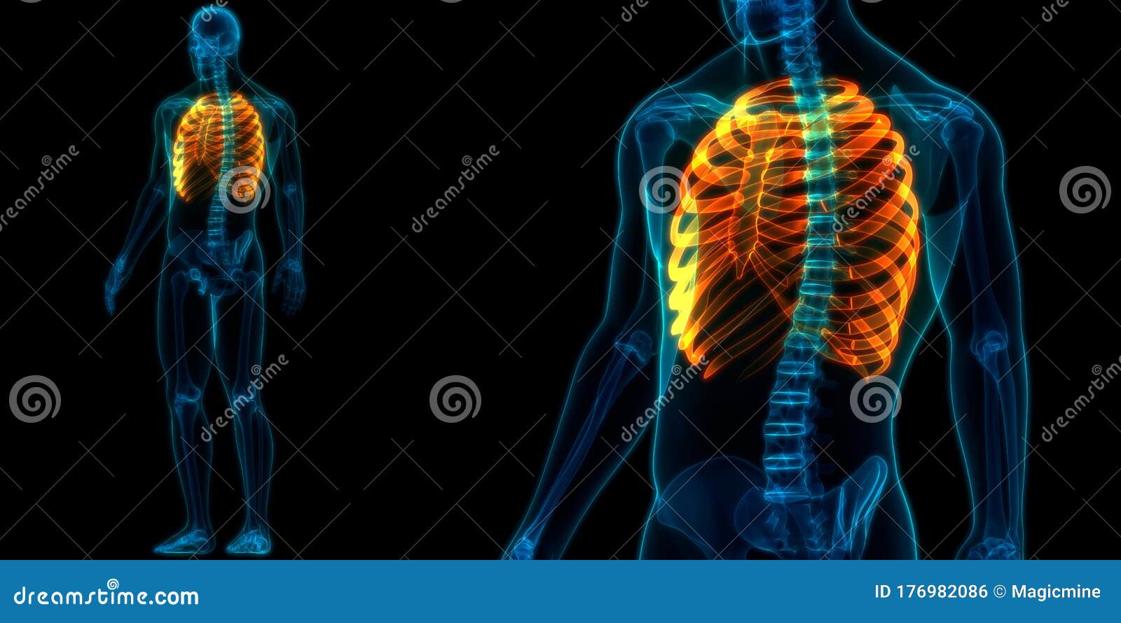 Rib Cage Anatomy, Labeled Vector Illustration Diagram | CartoonDealer ...