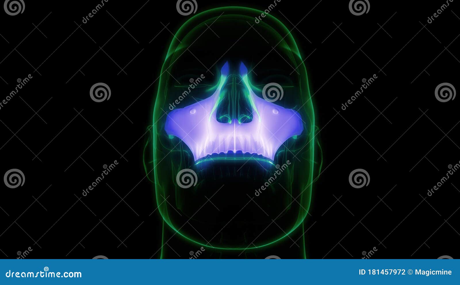 Human Skeleton System Skull Maxilla Bone Joint Anatomy Stock ...