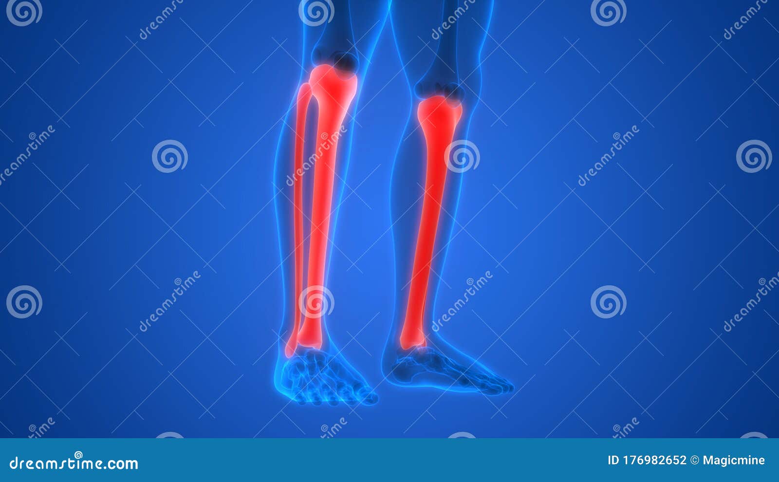 Human Skeleton System Tibia and Fibula Bone Joints Anatomy Stock ...