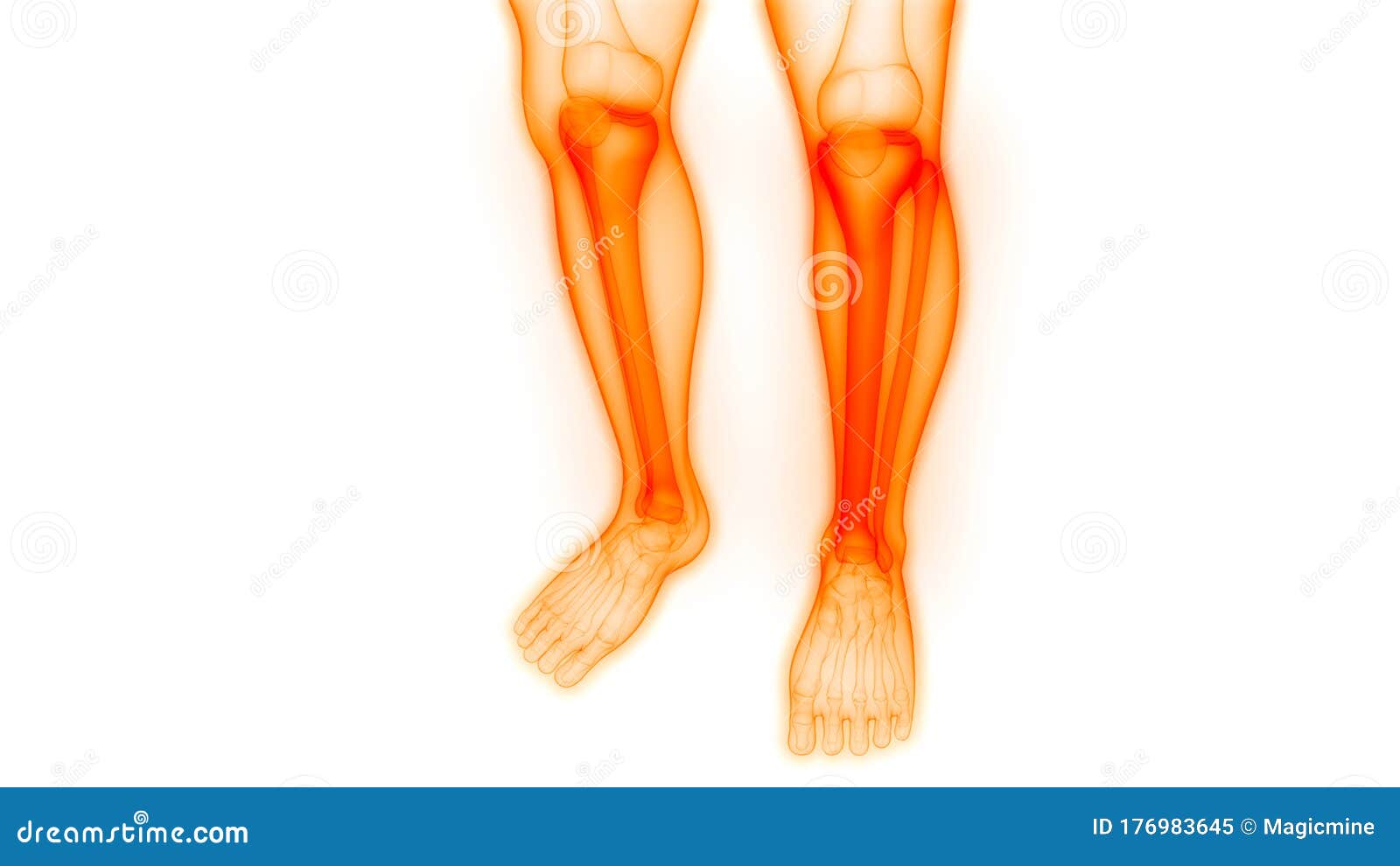 Tibia And Fibula Bone Joints Of Human Skeleton System Anatomy X-ray 3D ...