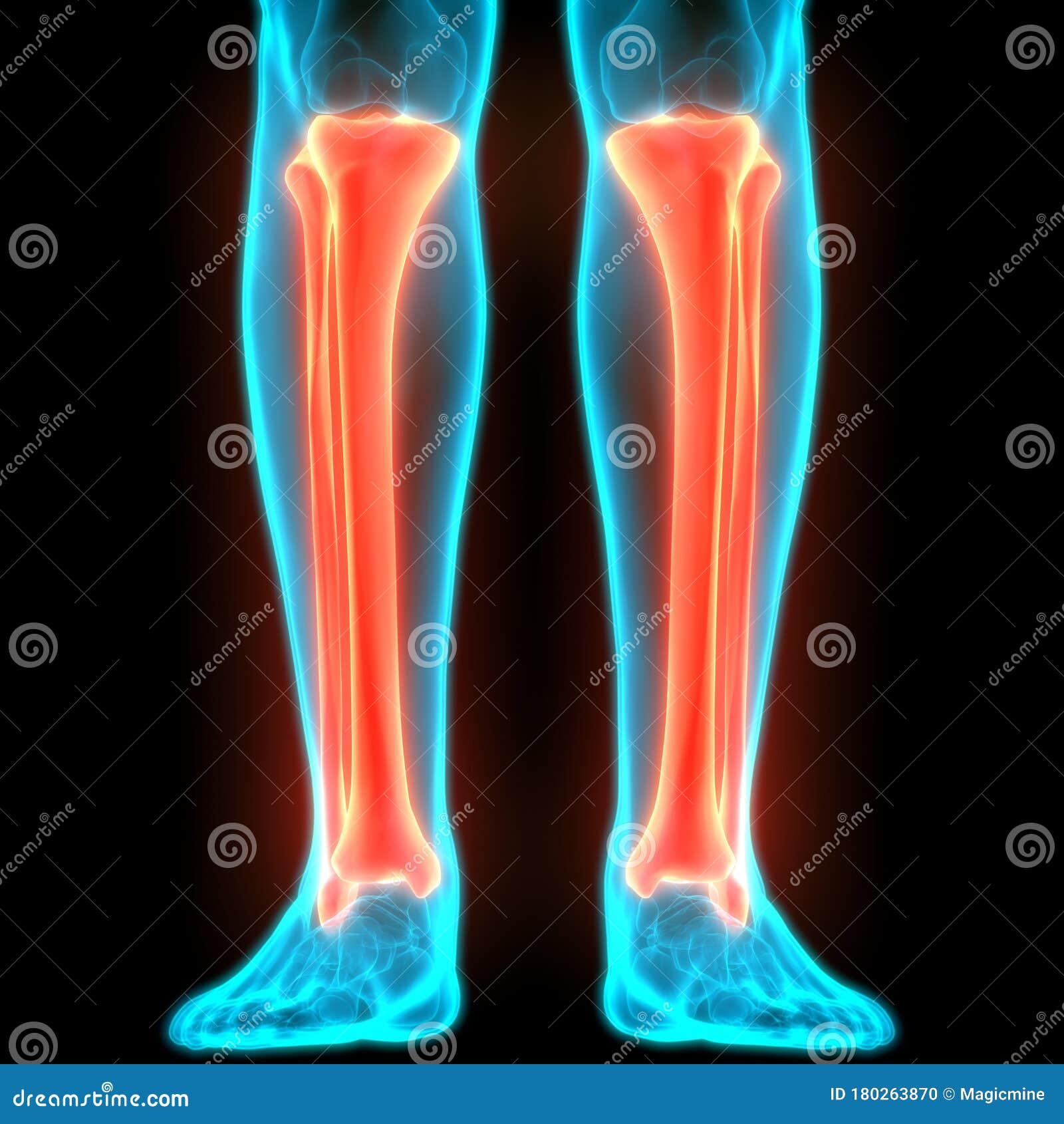 Human Skeleton System Tibia And Fibula Bone Joints Anatomy Stock ...