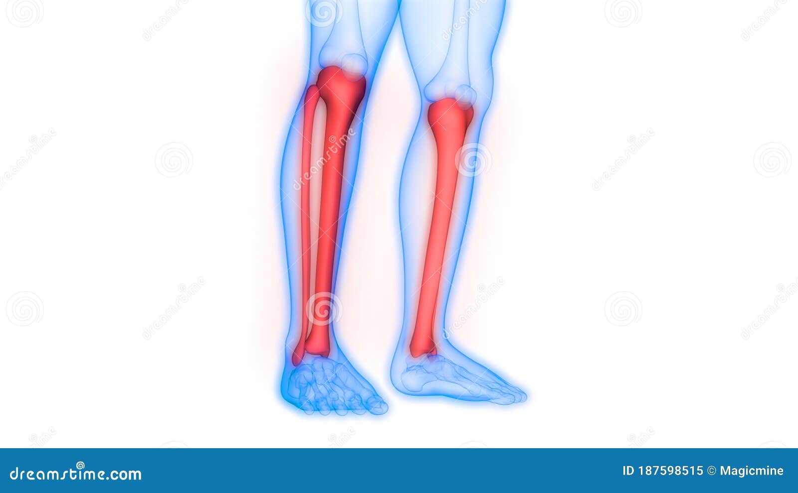 Human Skeleton System Tibia And Fibula Bone Joints Anatomy Stock Image ...