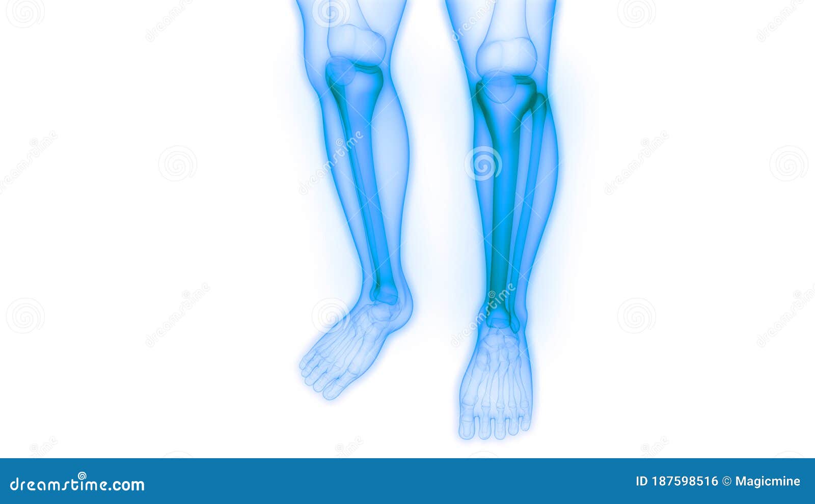 Human Skeleton System Tibia And Fibula Bone Joints Anatomy Stock ...