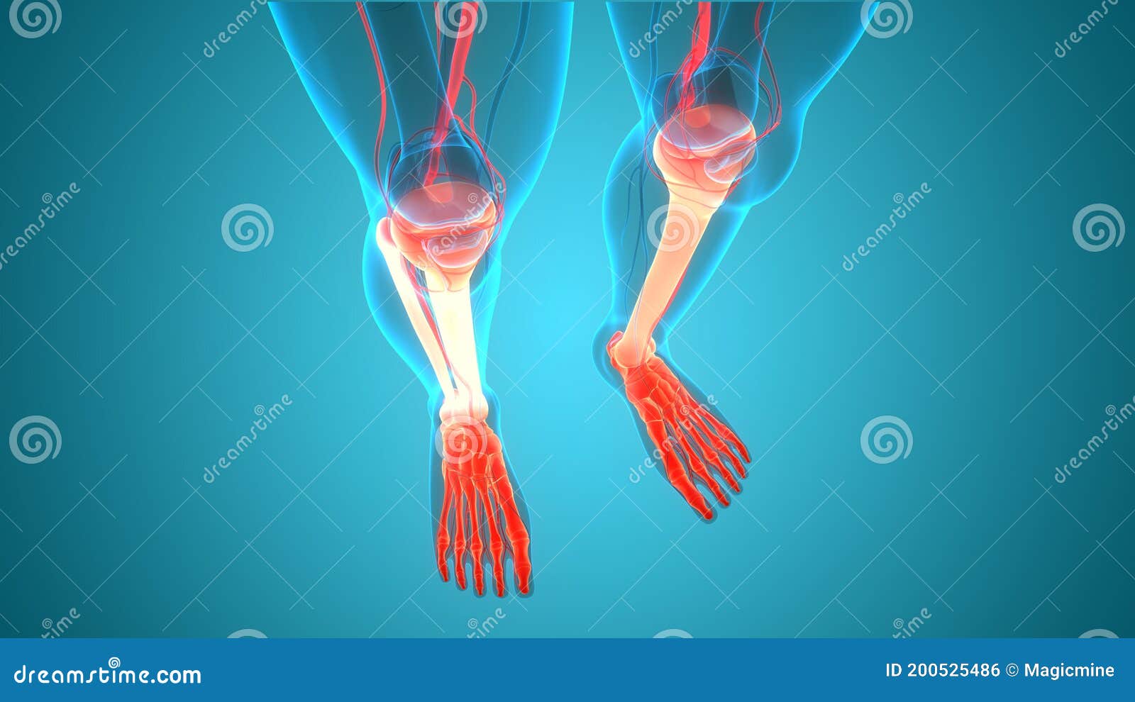 Human Skeleton System Tibia and Fibula Bone Joints Anatomy Stock ...