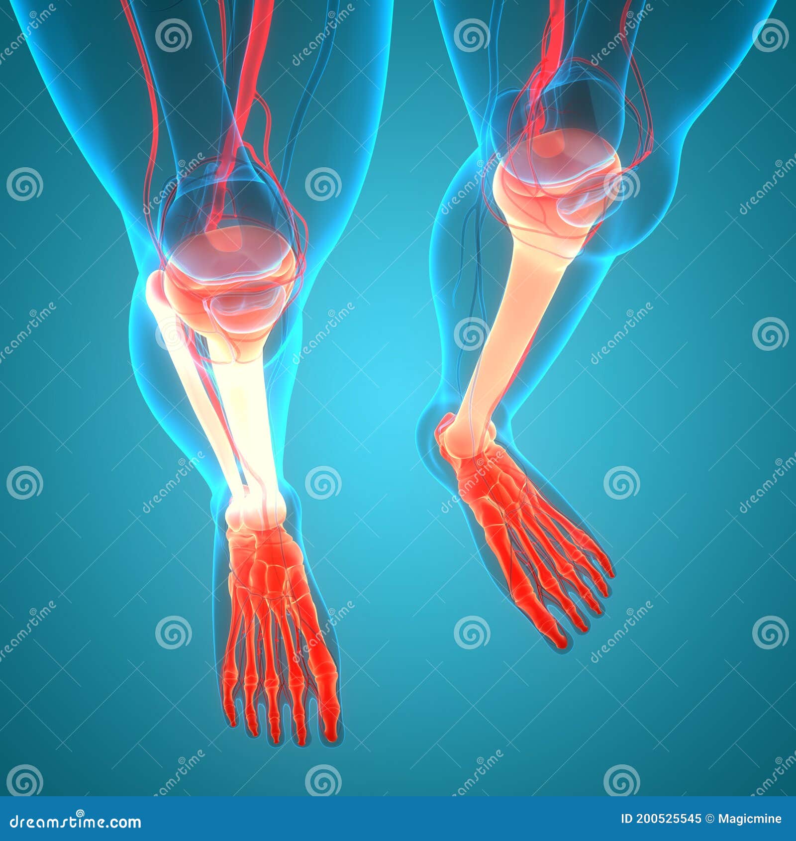 Human Skeleton System Tibia and Fibula Bone Joints Anatomy Stock ...