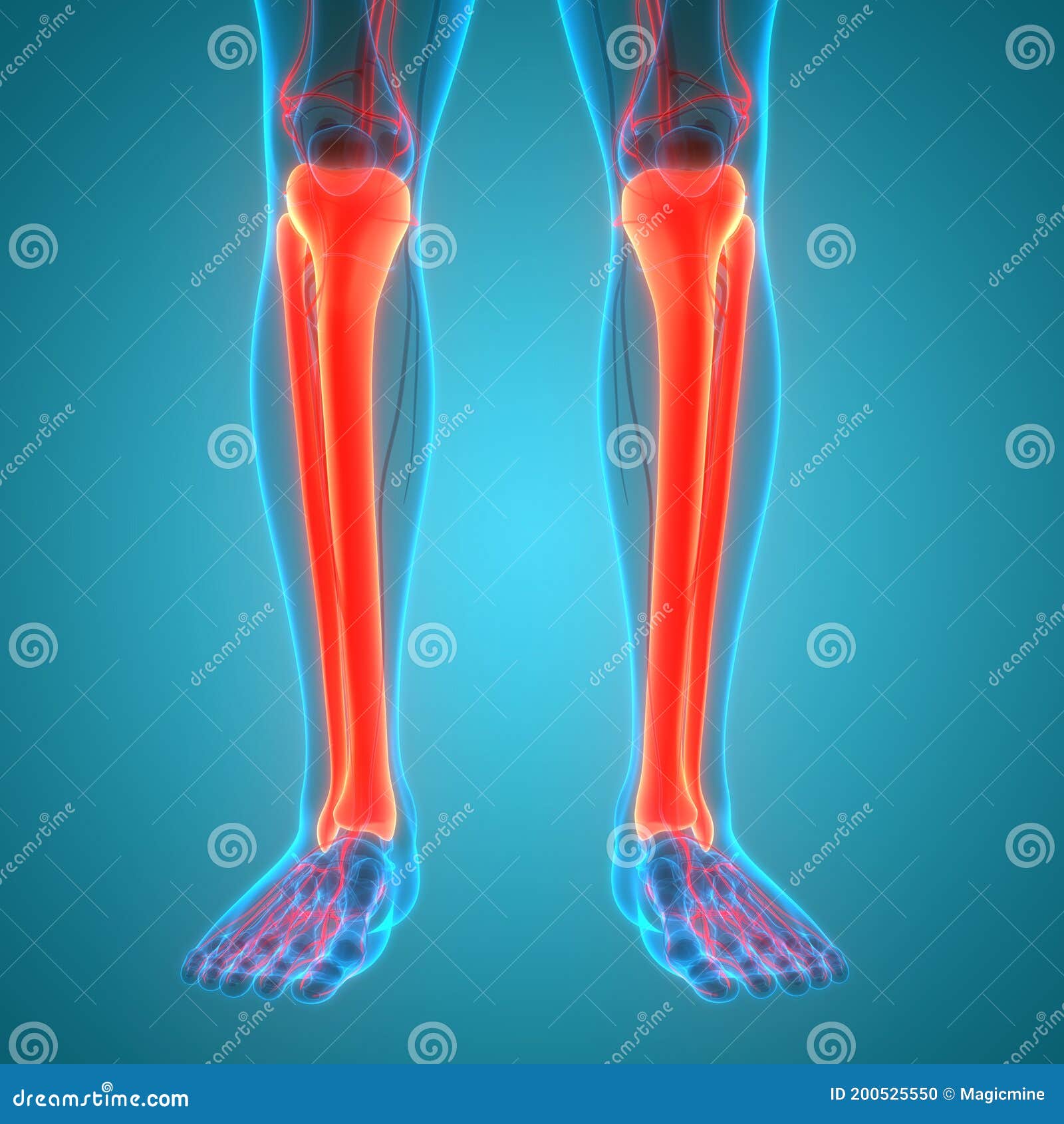 Human Skeleton System Tibia and Fibula Bone Joints Anatomy Stock ...