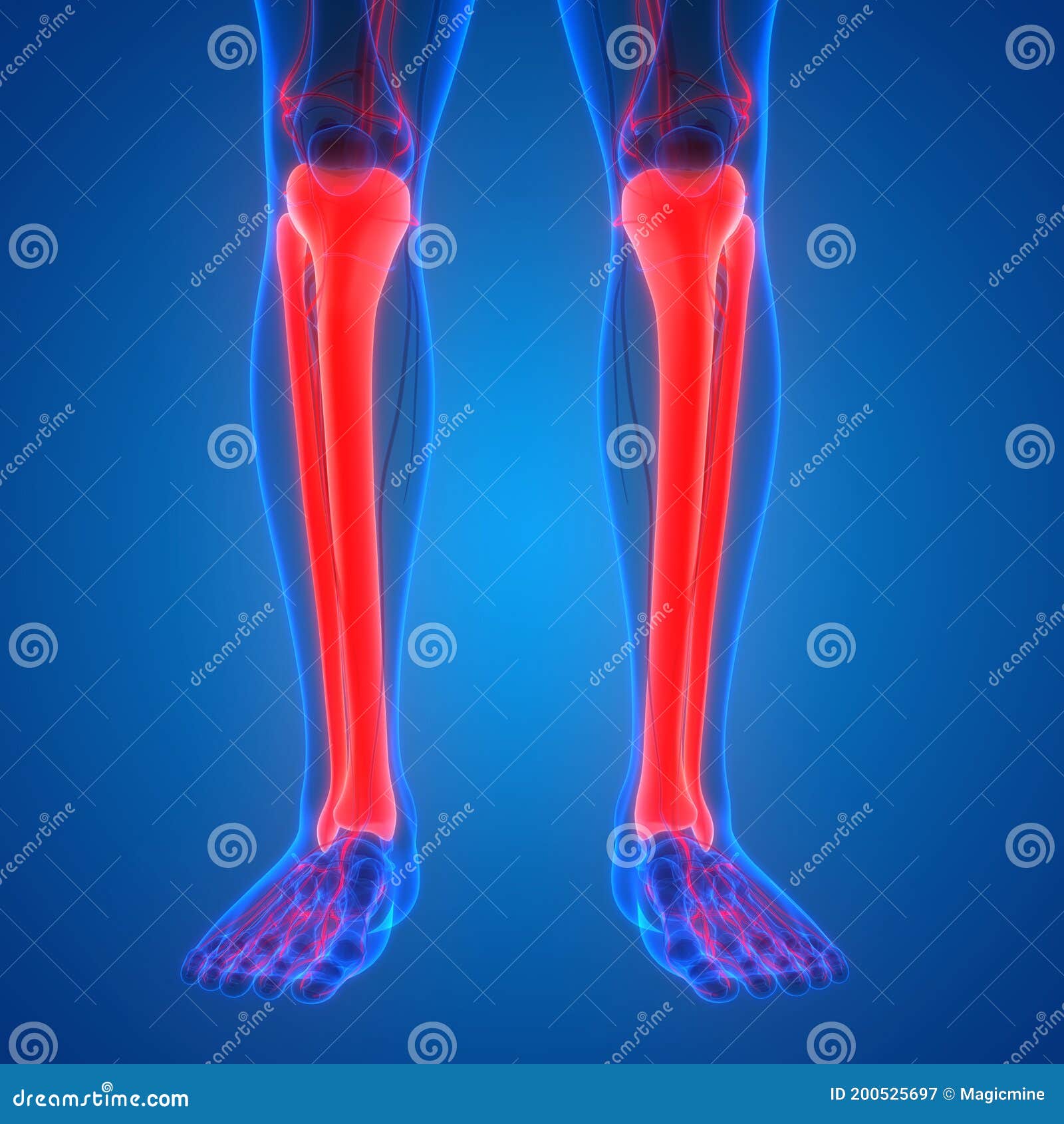 Human Skeleton System Tibia and Fibula Bone Joints Anatomy Stock ...
