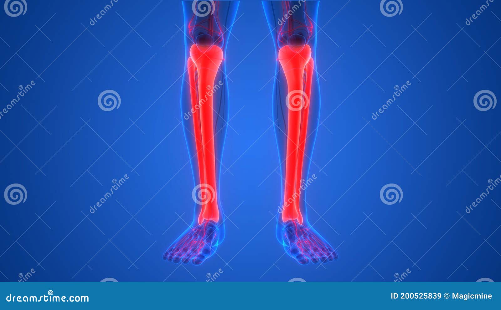 Human Skeleton System Tibia and Fibula Bone Joints Anatomy Stock ...