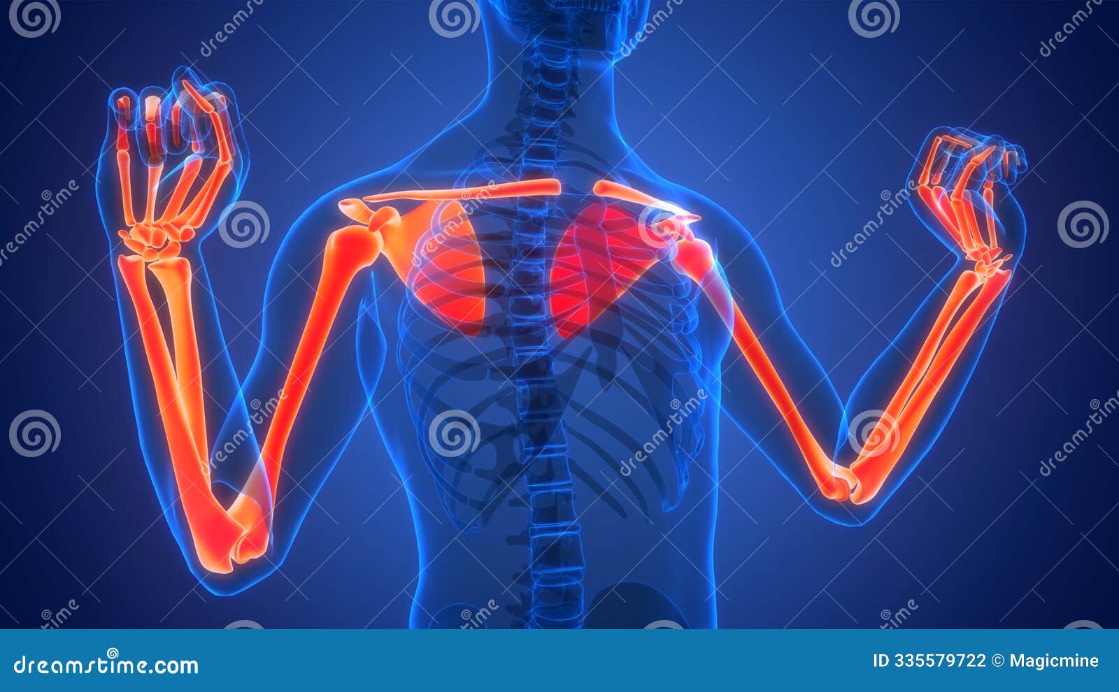 Anatomy Of Limb Bone, Finger, Hand, Arm, Scapula, Hip, Pelvic Bone ...