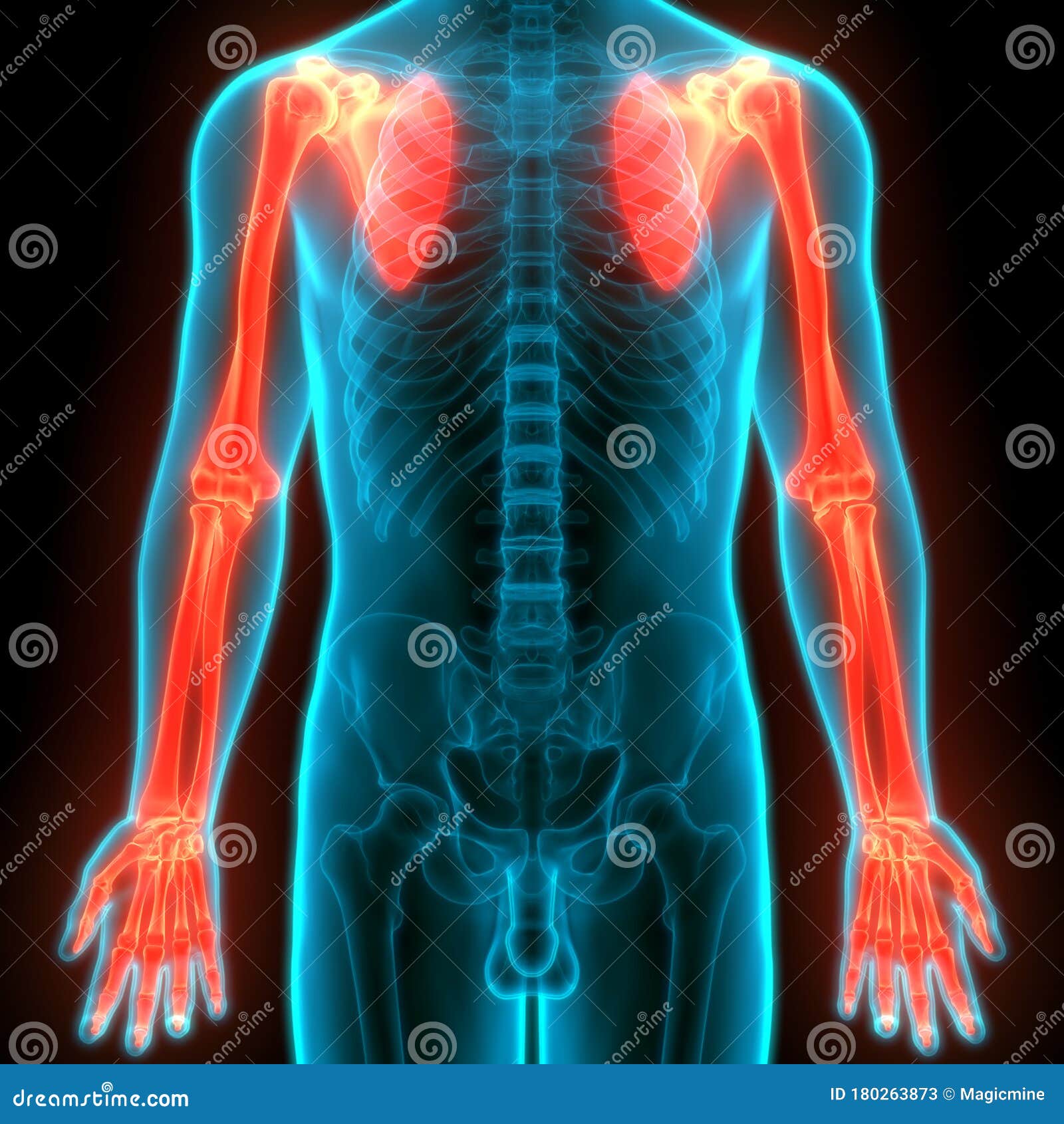 Human Skeleton System Upper Limbs Bone Joints Anatomy Stock ...
