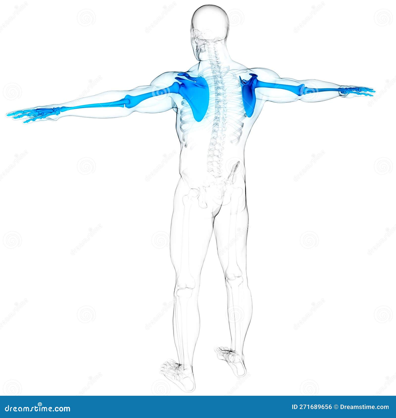 Human Skeleton System Upper Limbs Bone Joints Anatomy Stock Photography ...