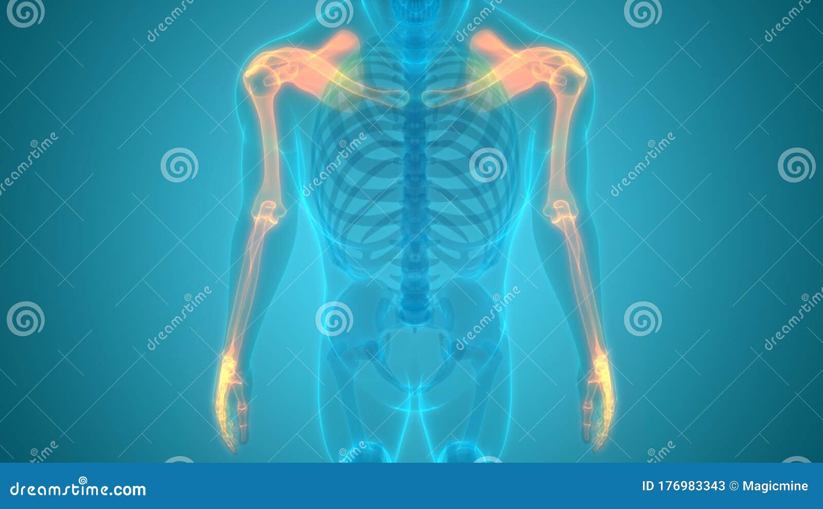 Human Skeleton System Upper Limbs Bone Joints Anatomy Stock ...
